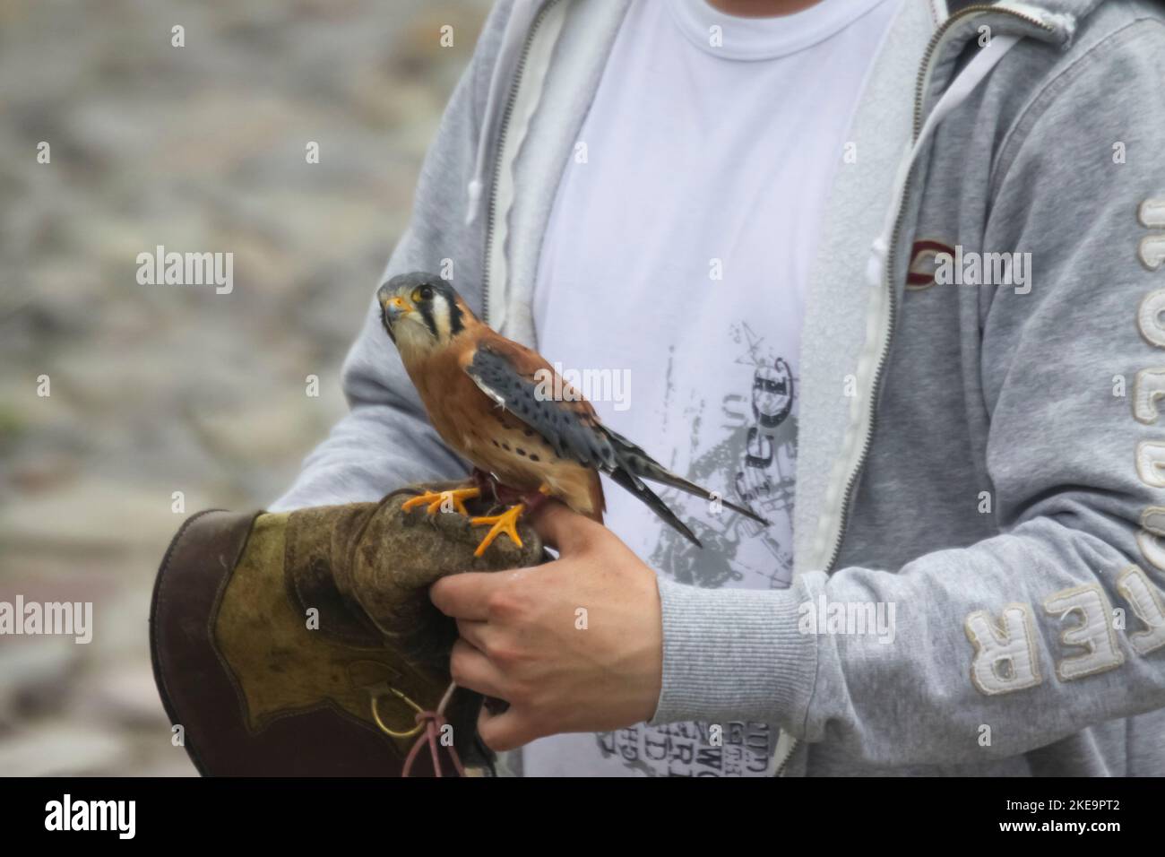 American kestrel (Falco sparverius) at Parque Condor (Condor Park ...
