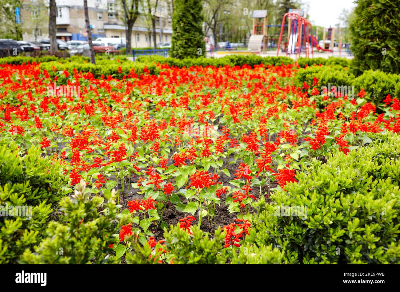 Salvia coccinea flowers, the blood sage, scarlet sage, Texas sage, or ...