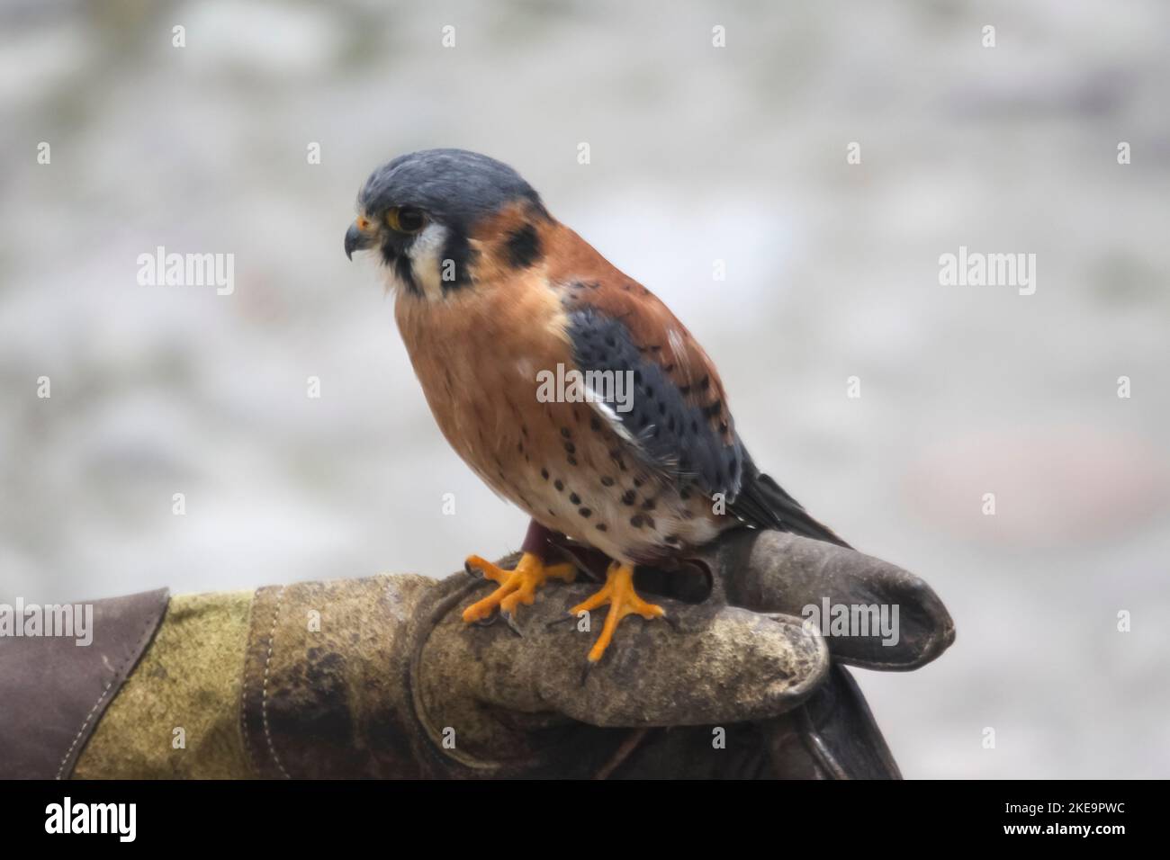 American kestrel (Falco sparverius) at Parque Condor (Condor Park ...