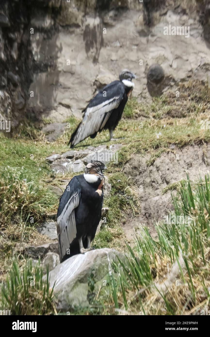 Andean condor (Vultur gryphus), Parque Condor (Condor Park), Otavalo ...