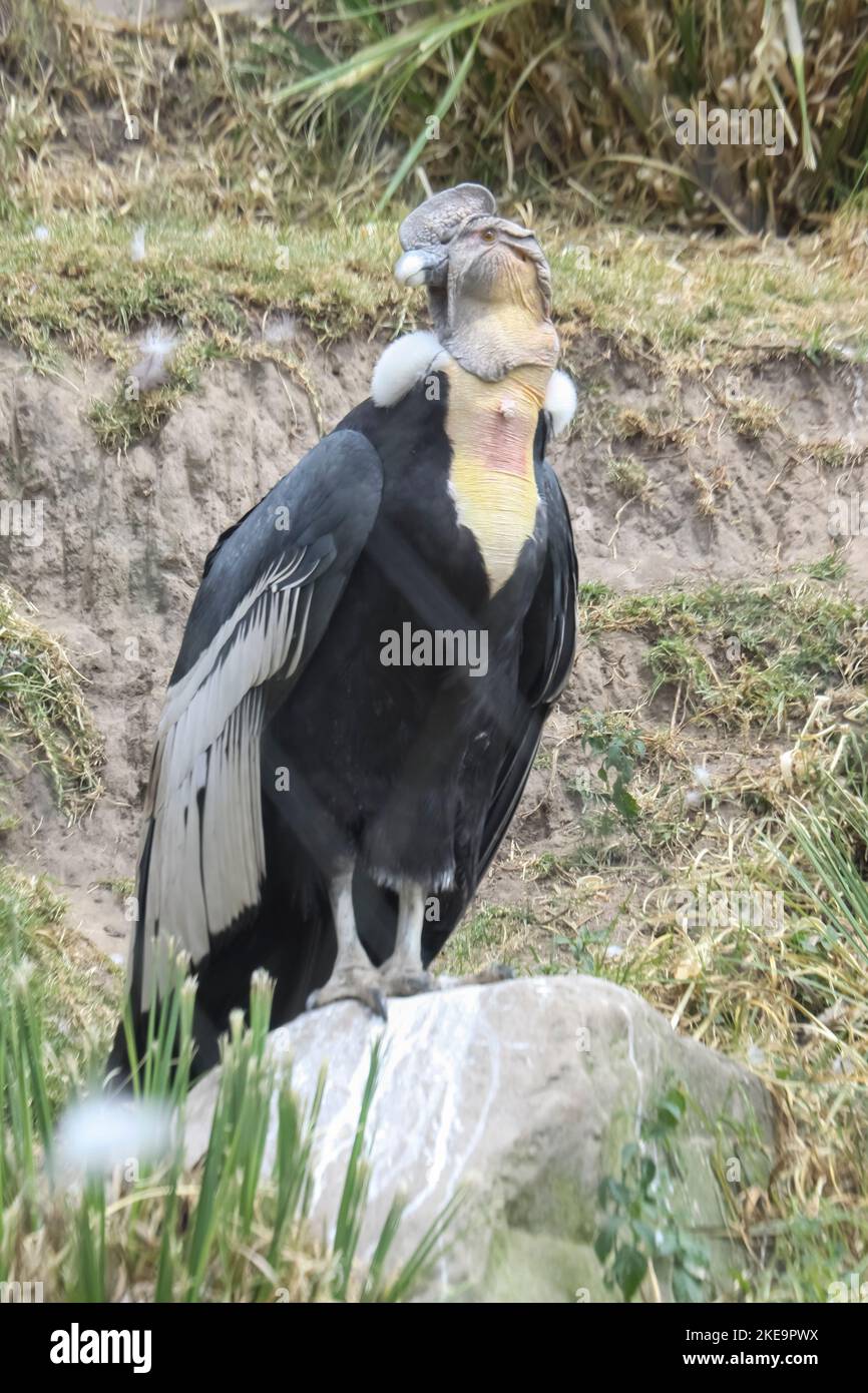 Andean condor (Vultur gryphus), Parque Condor (Condor Park), Otavalo ...