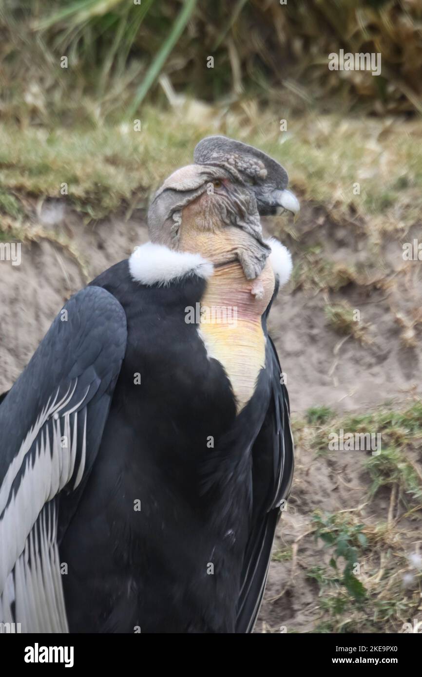 Andean condor (Vultur gryphus), Parque Condor (Condor Park), Otavalo ...