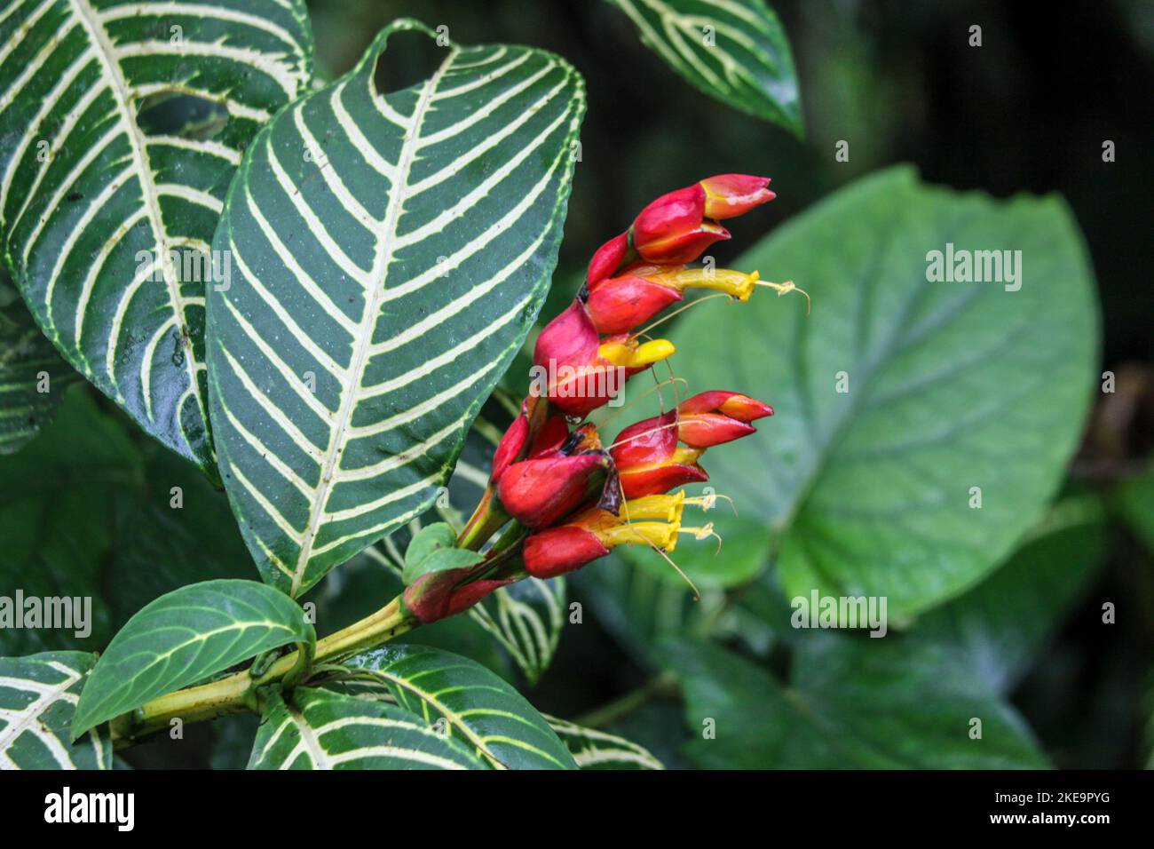 Rainforest orchids amazon hi-res stock photography and images - Alamy