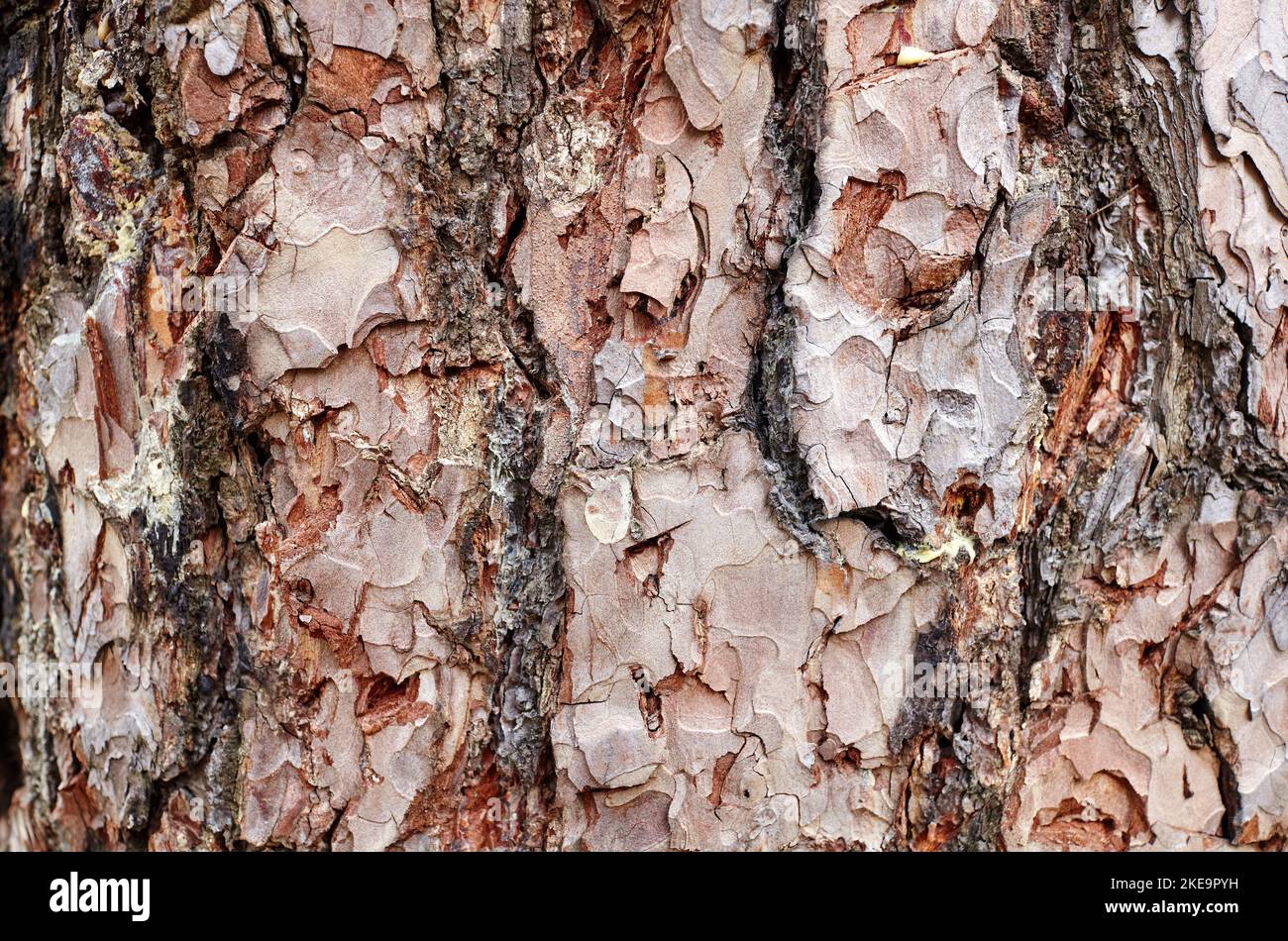 Dry tree texture hi-res stock photography and images - Alamy