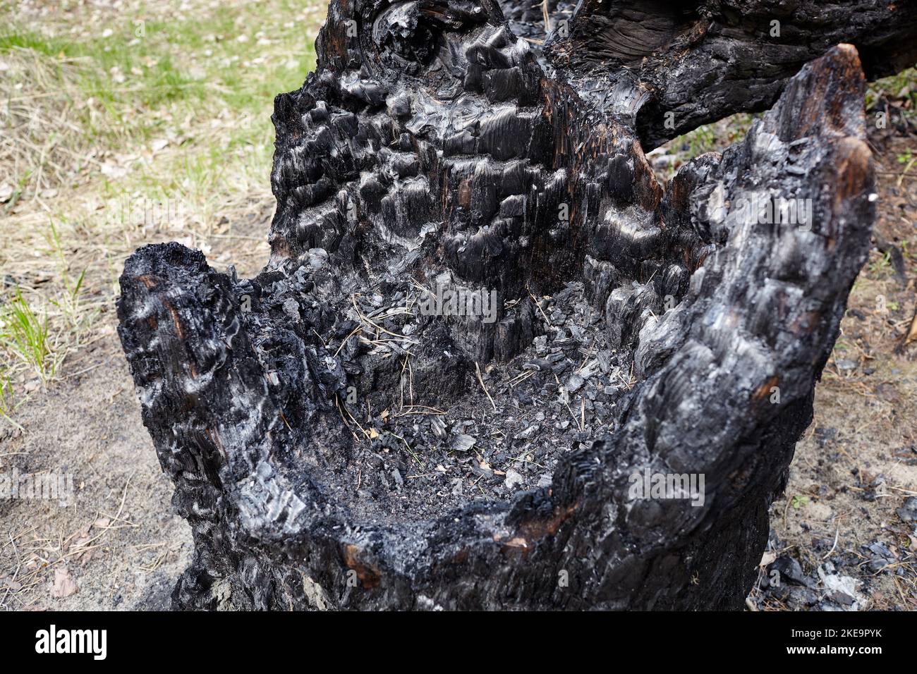 A burnt tree from a lightning strike. Tree trunk in the forest after a ...