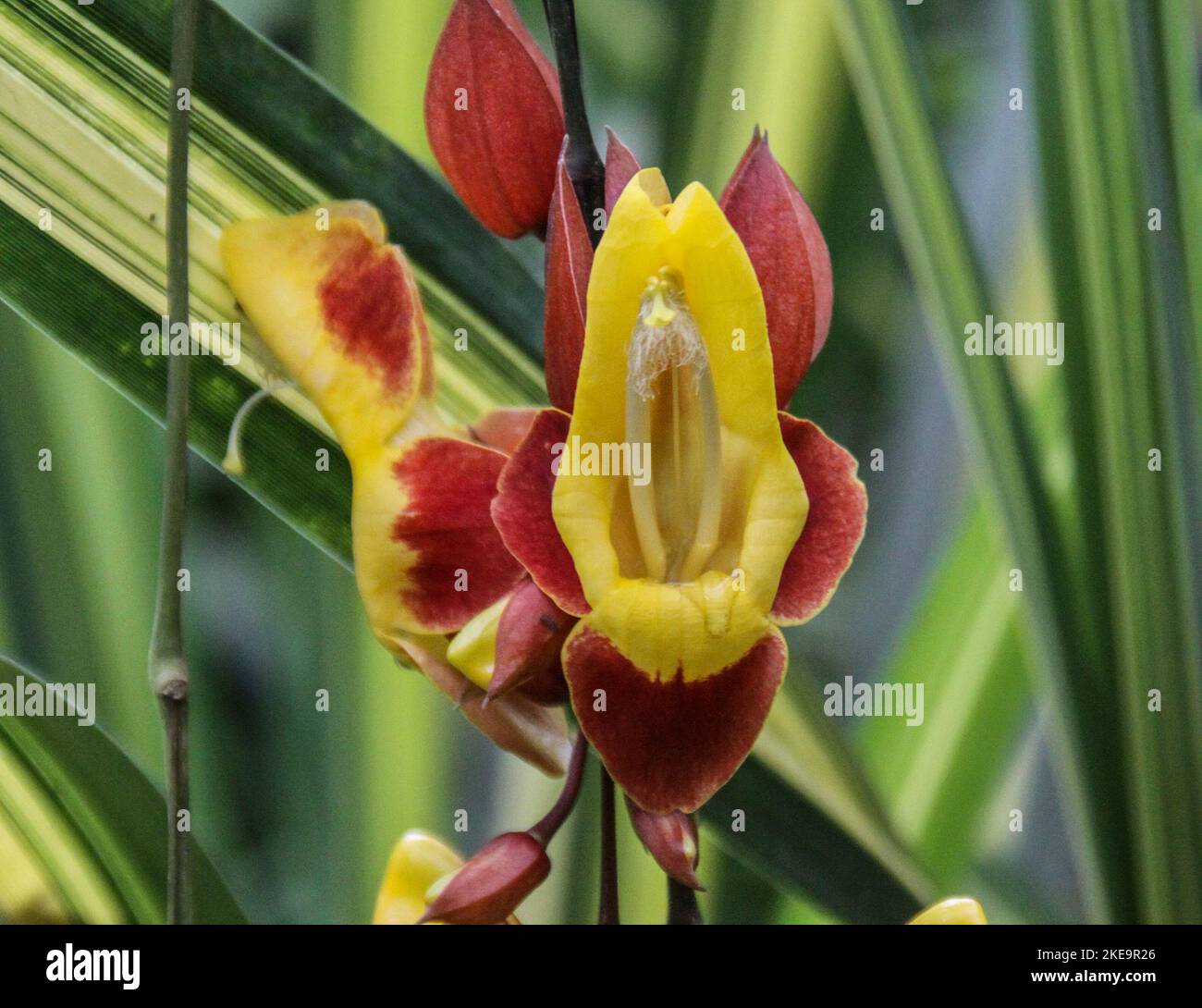 Orchid endemic to the tropical rainforest of Ecuador Stock Photo - Alamy