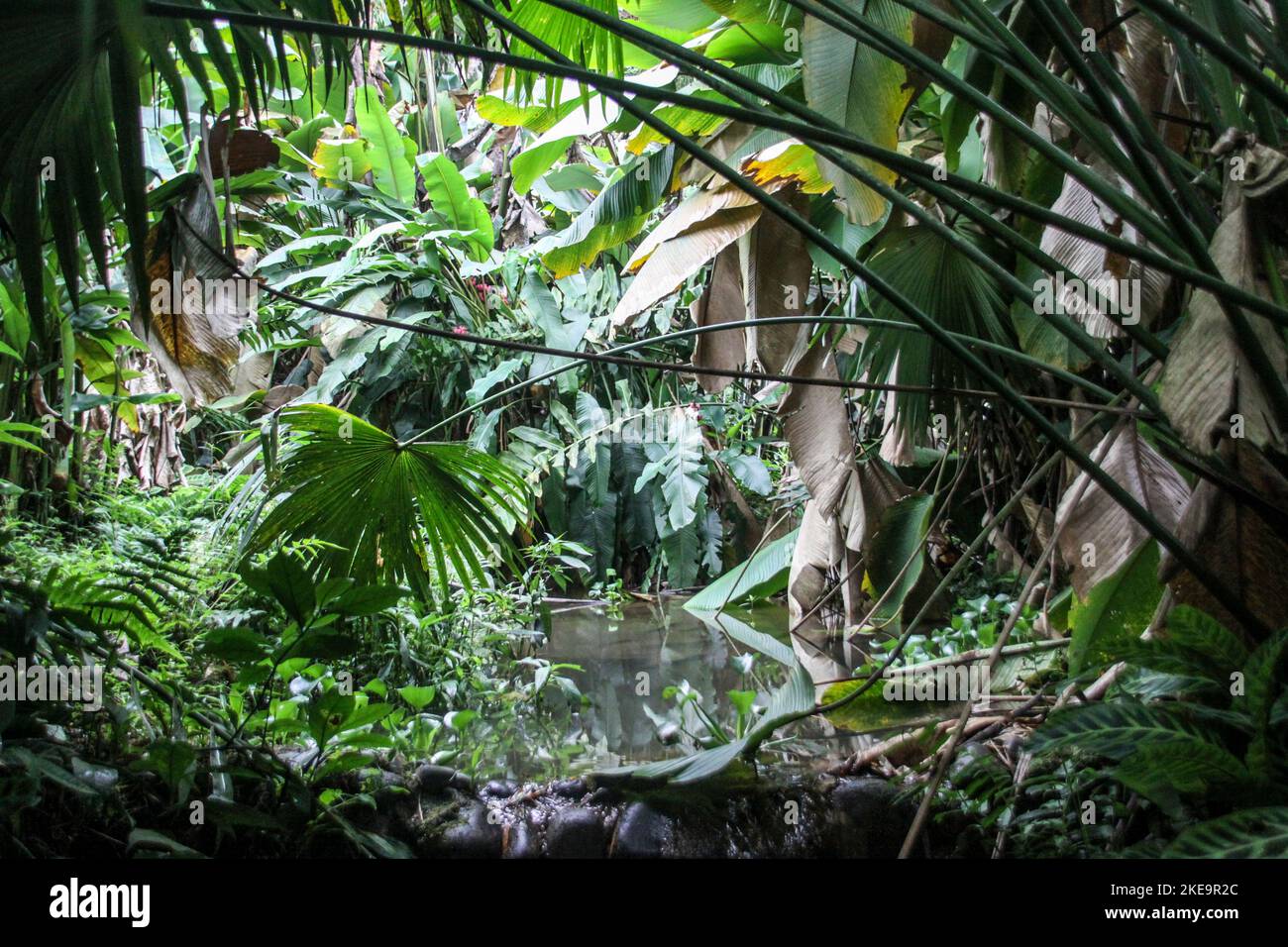 River transport at the Ecuadorian Amazonian rainforest photographed at ...