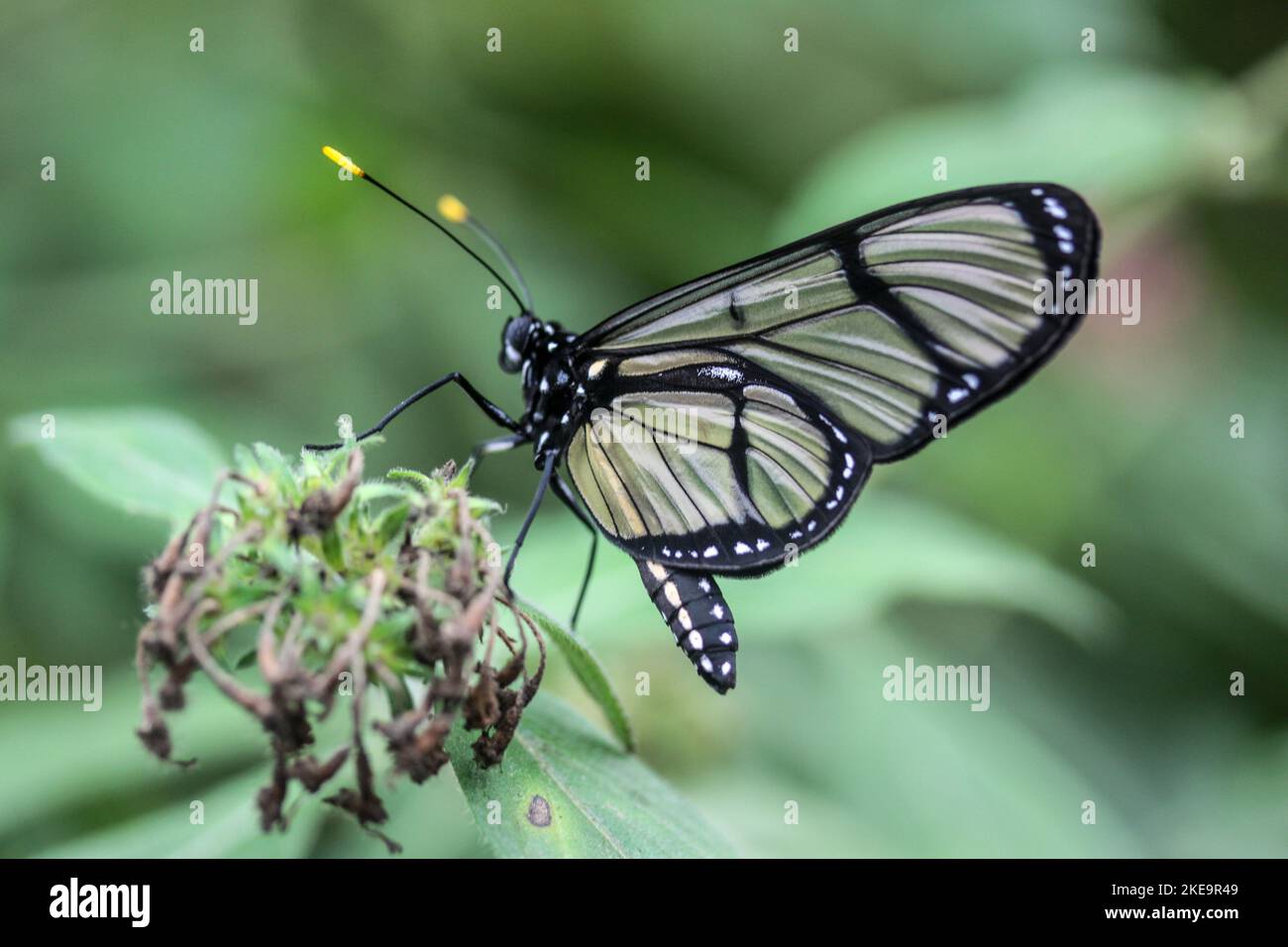 Spotted Glass Wing butterfly (Metona grandiosa) at the Mindo ...