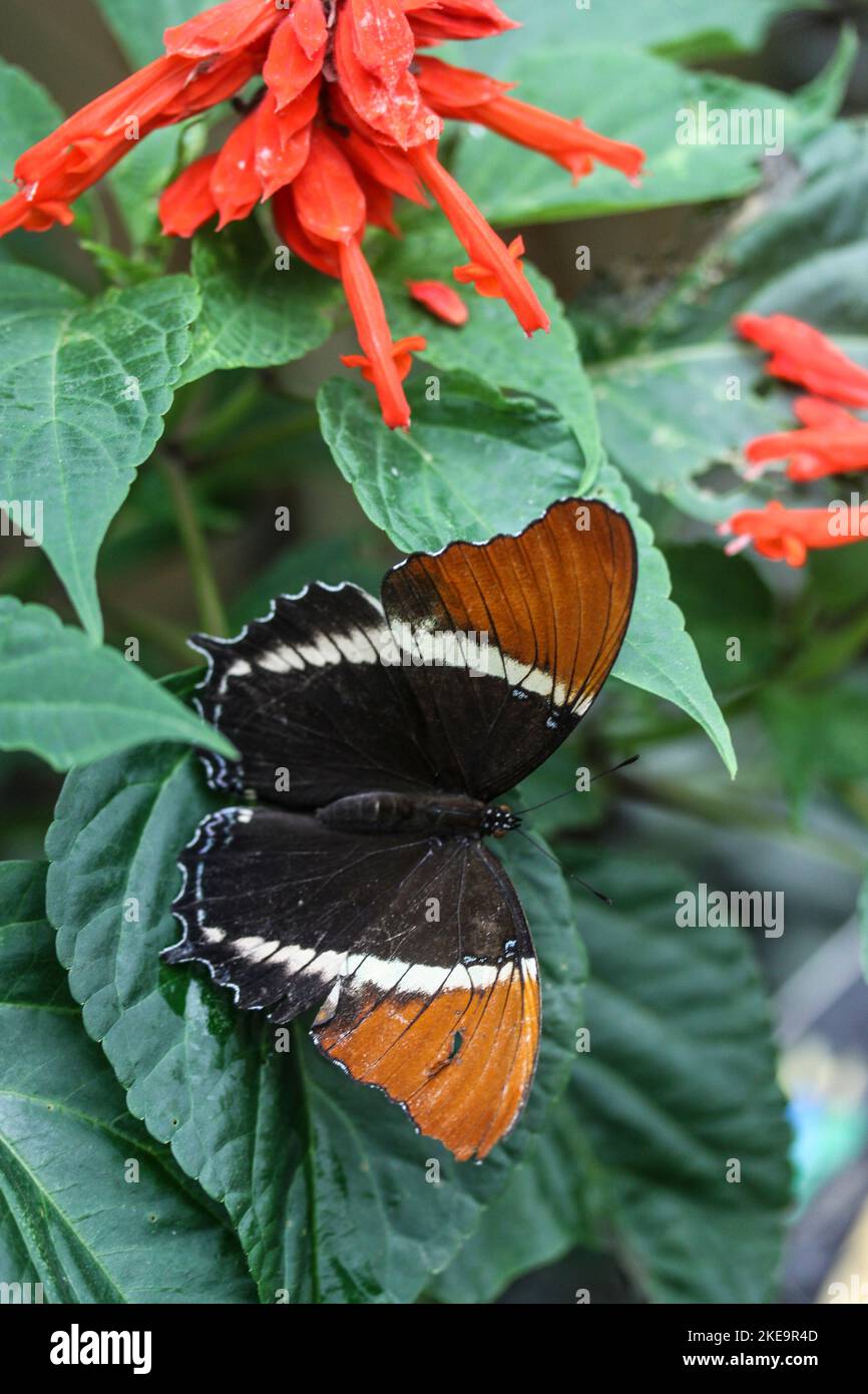 Rusty-tipped Page butterfly (Siproeta epaphus) at the Mindo Mariposario ...