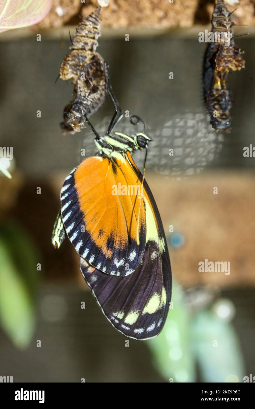 Rusty-tipped Page butterfly (Siproeta epaphus) at the Mindo Mariposario ...