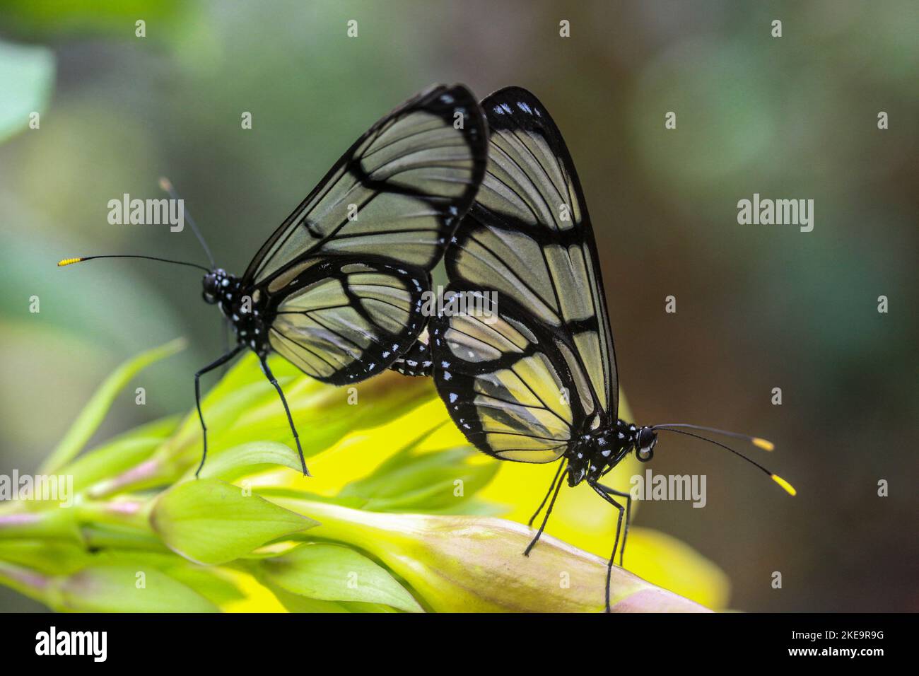 Spotted Glass Wing butterfly (Metona grandiosa) at the Mindo ...