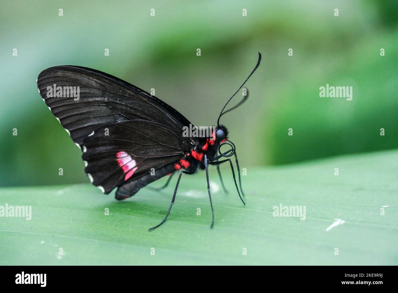 Cattleheart butterfly (Parides arcas) at the Mindo Mariposario ...