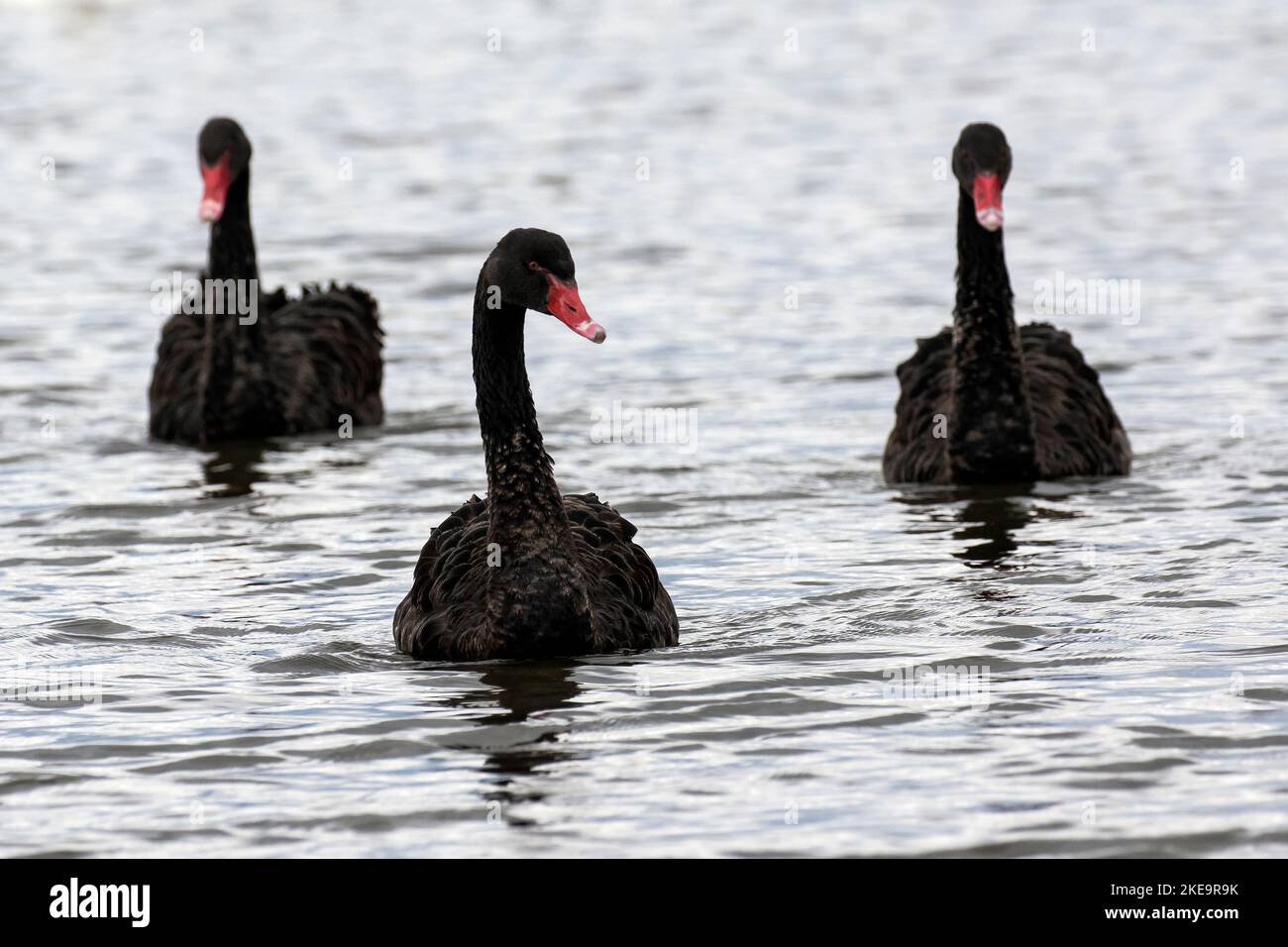 Black Swans, Sturt Pond, Keyhaven, Pennington Marshes nature reserve ...