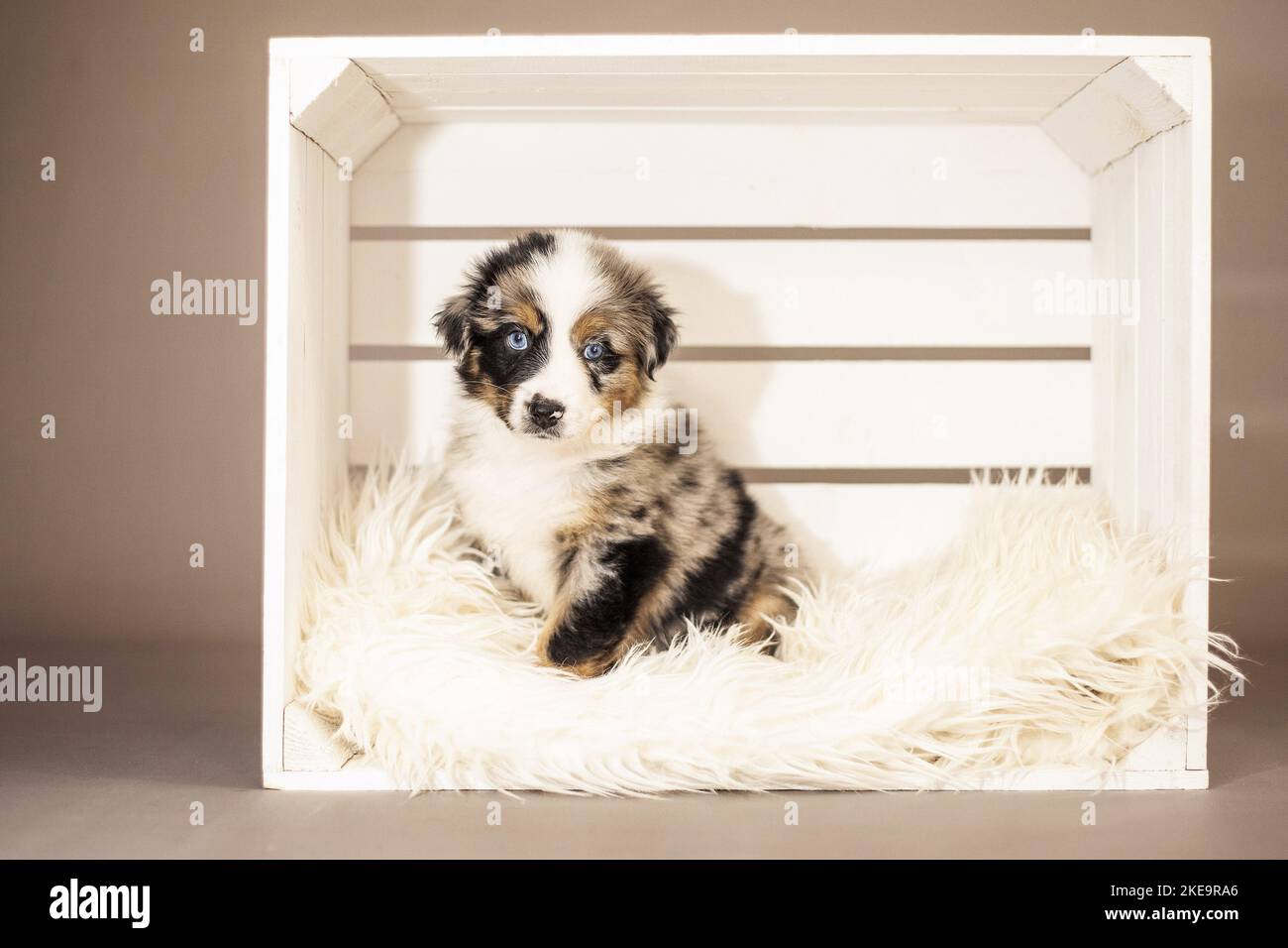 6-weeks old australian shepherd puppy Stock Photo - Alamy