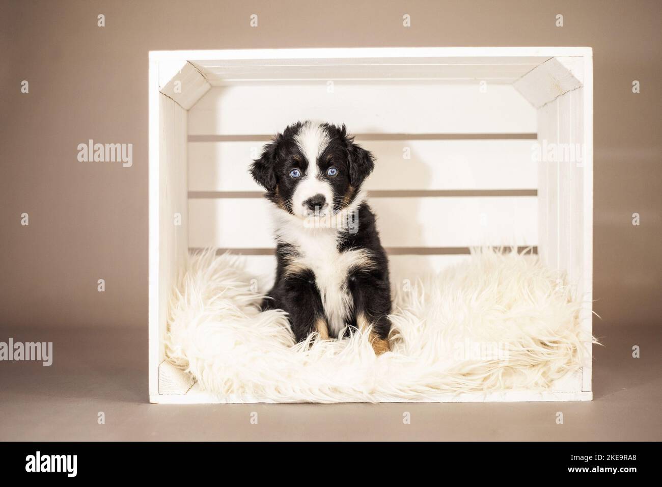 6-weeks old australian shepherd puppy Stock Photo - Alamy