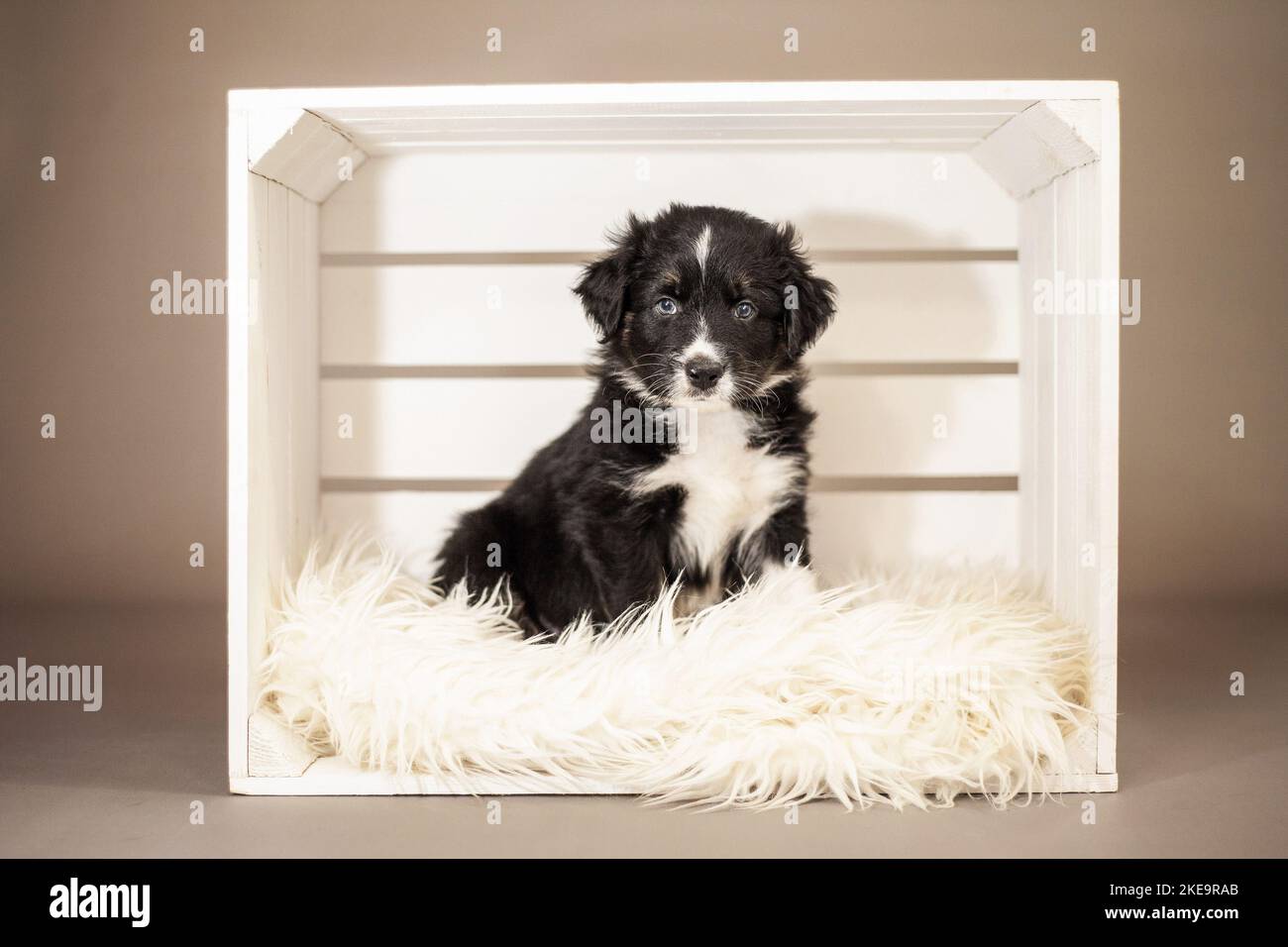6-weeks old australian shepherd puppy Stock Photo - Alamy