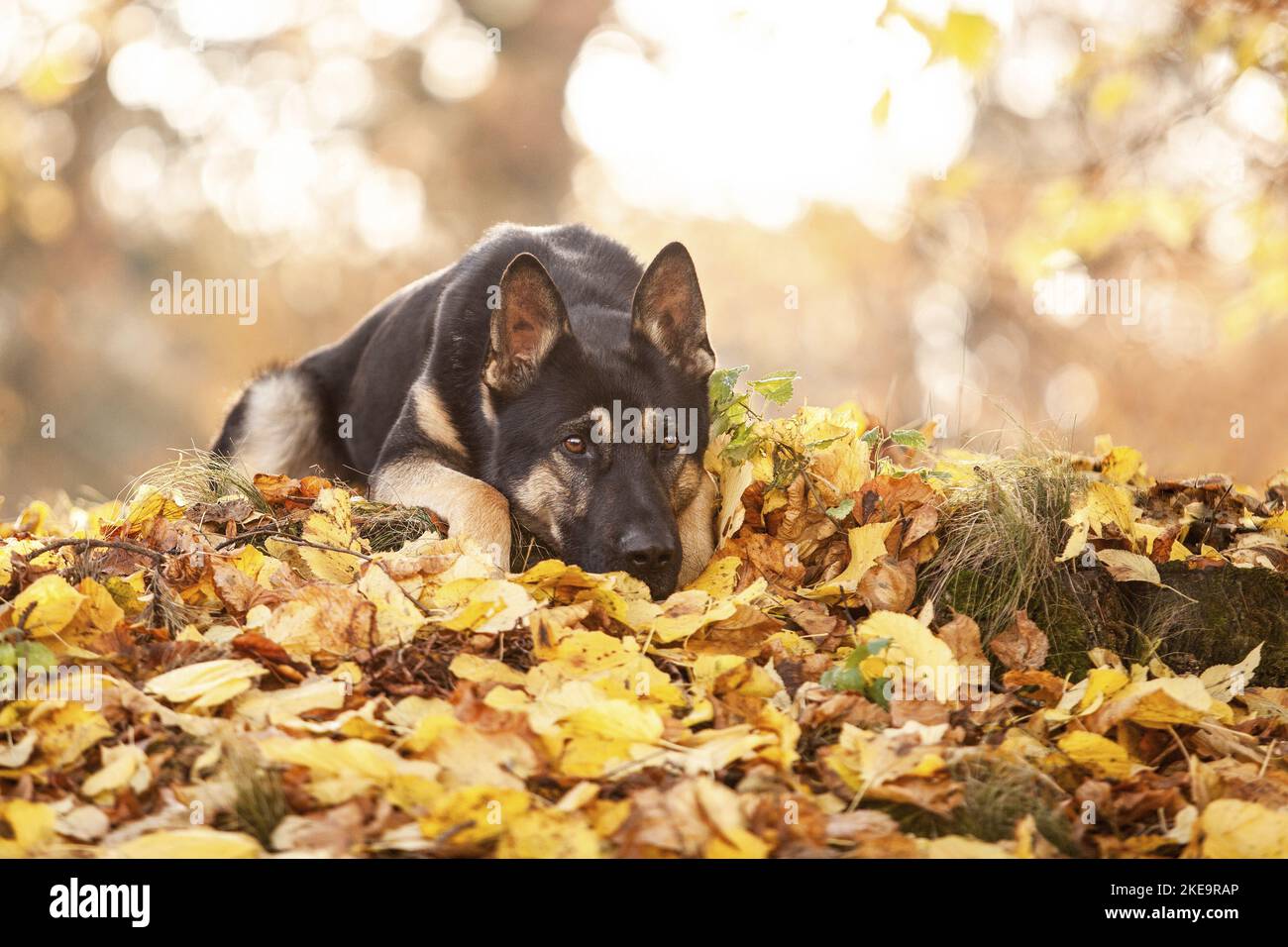 German shepherd dog in autumn Stock Photo - Alamy
