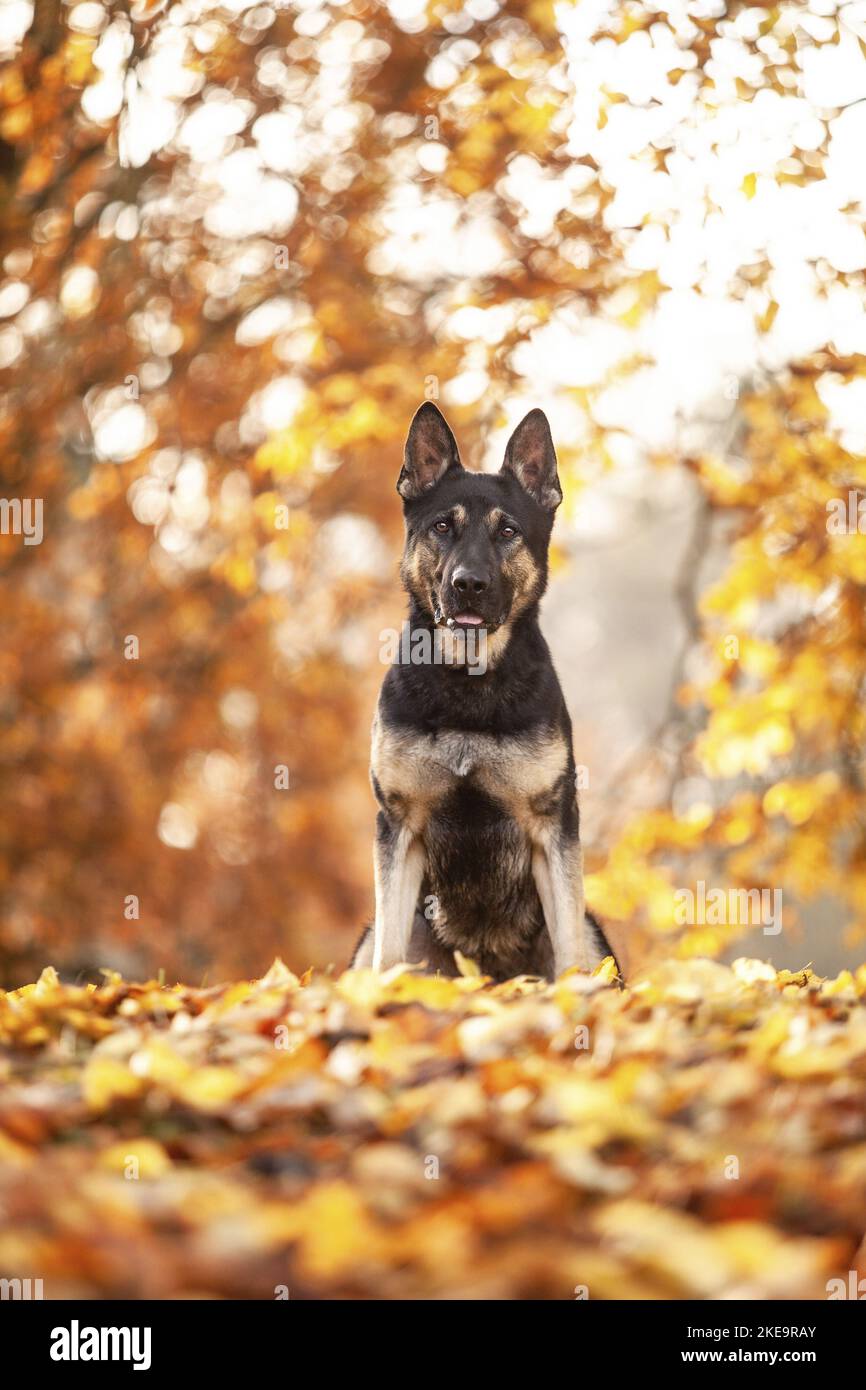 German shepherd dog in autumn Stock Photo - Alamy