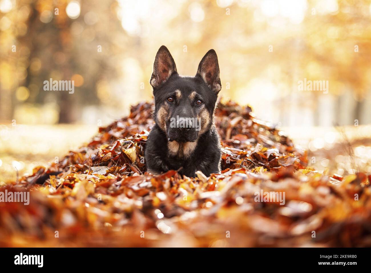 German shepherd dog in autumn Stock Photo - Alamy