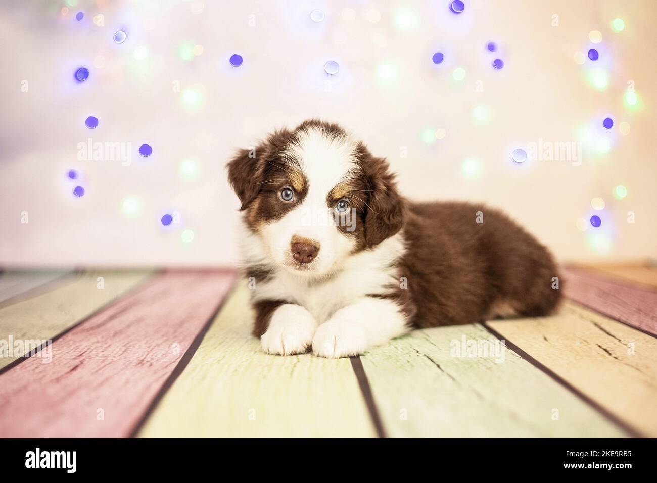 6-weeks old australian shepherd puppy Stock Photo - Alamy