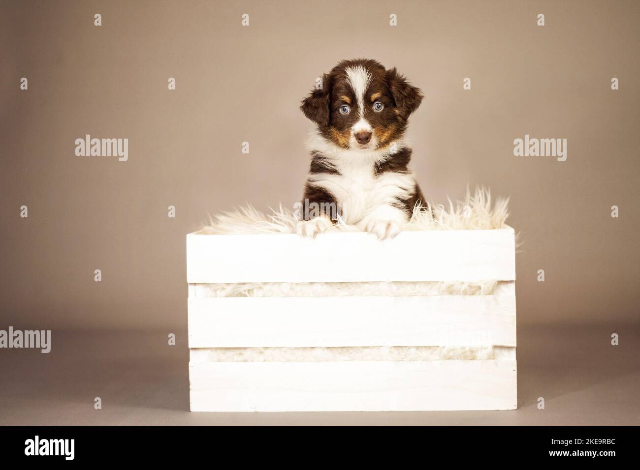 6-weeks old australian shepherd puppy Stock Photo - Alamy
