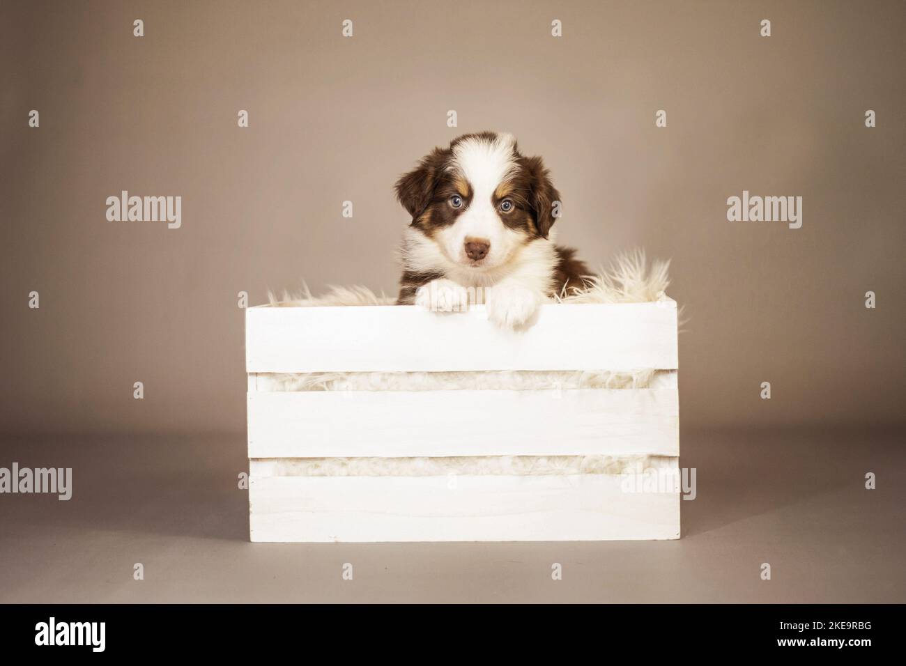 6-weeks old australian shepherd puppy Stock Photo - Alamy