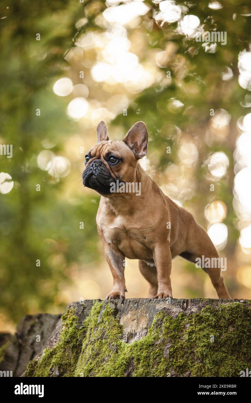 standing french bulldog Stock Photo - Alamy