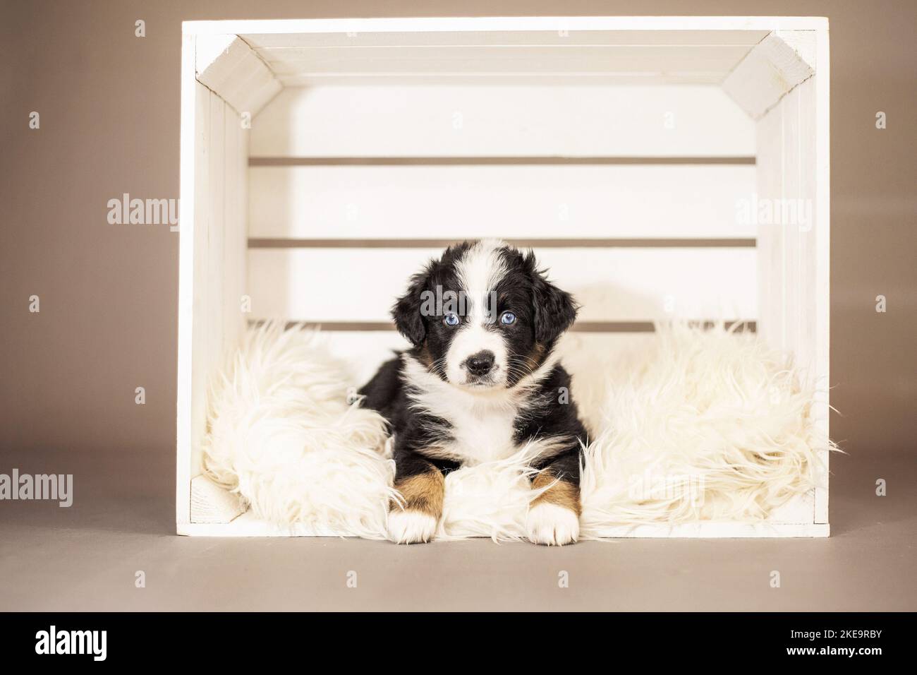 6-weeks old australian shepherd puppy Stock Photo - Alamy