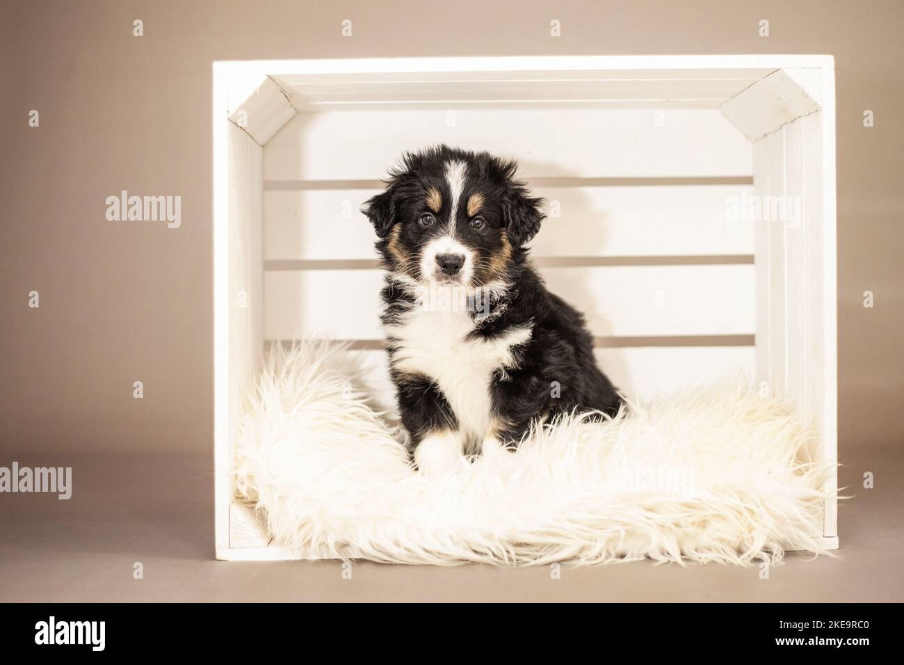 6-weeks old australian shepherd puppy Stock Photo - Alamy