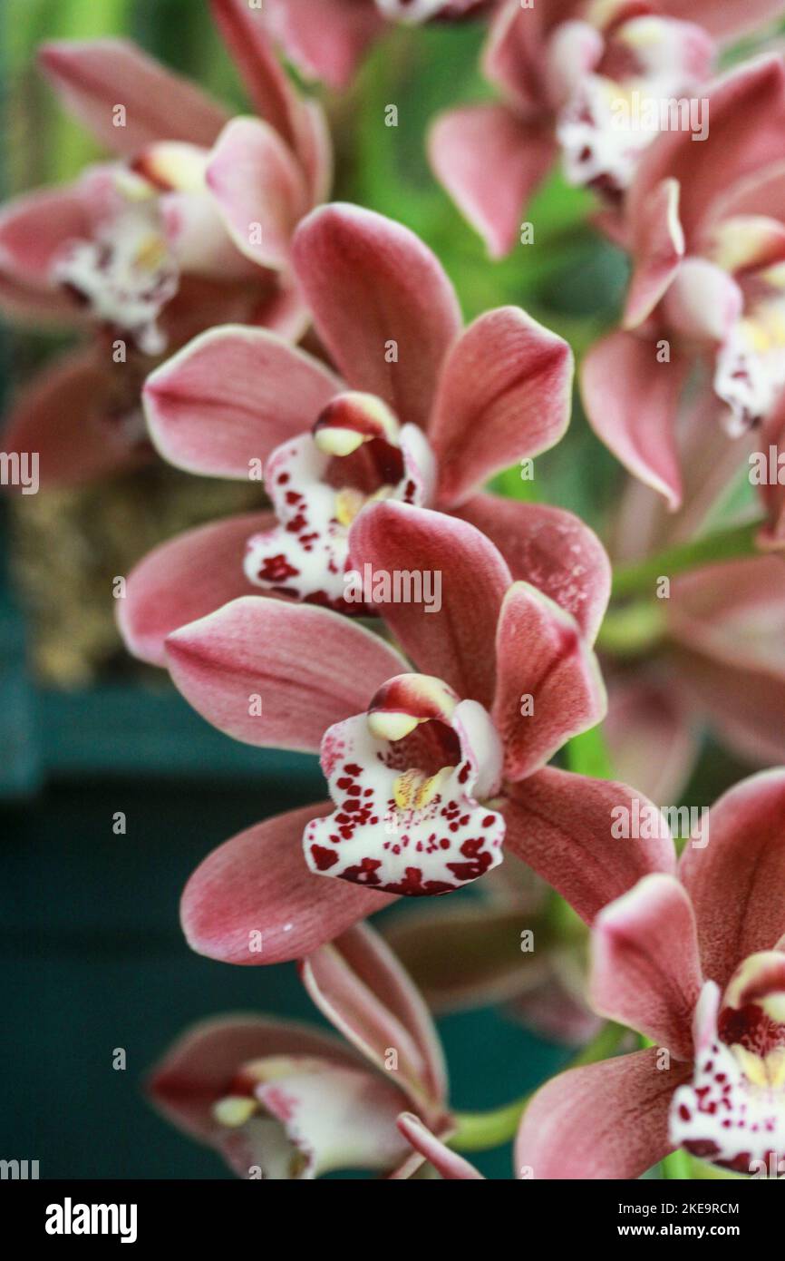Amazonian plant ecuadorian rainforest hi-res stock photography and ...