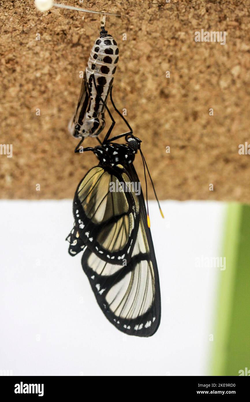 Spotted Glass Wing butterfly (Metona grandiosa) at the Mindo ...