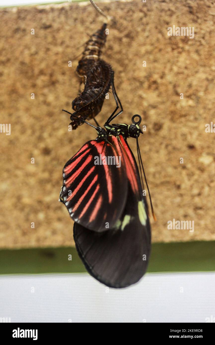 Postman butterfly heliconius melpomene hi-res stock photography and ...
