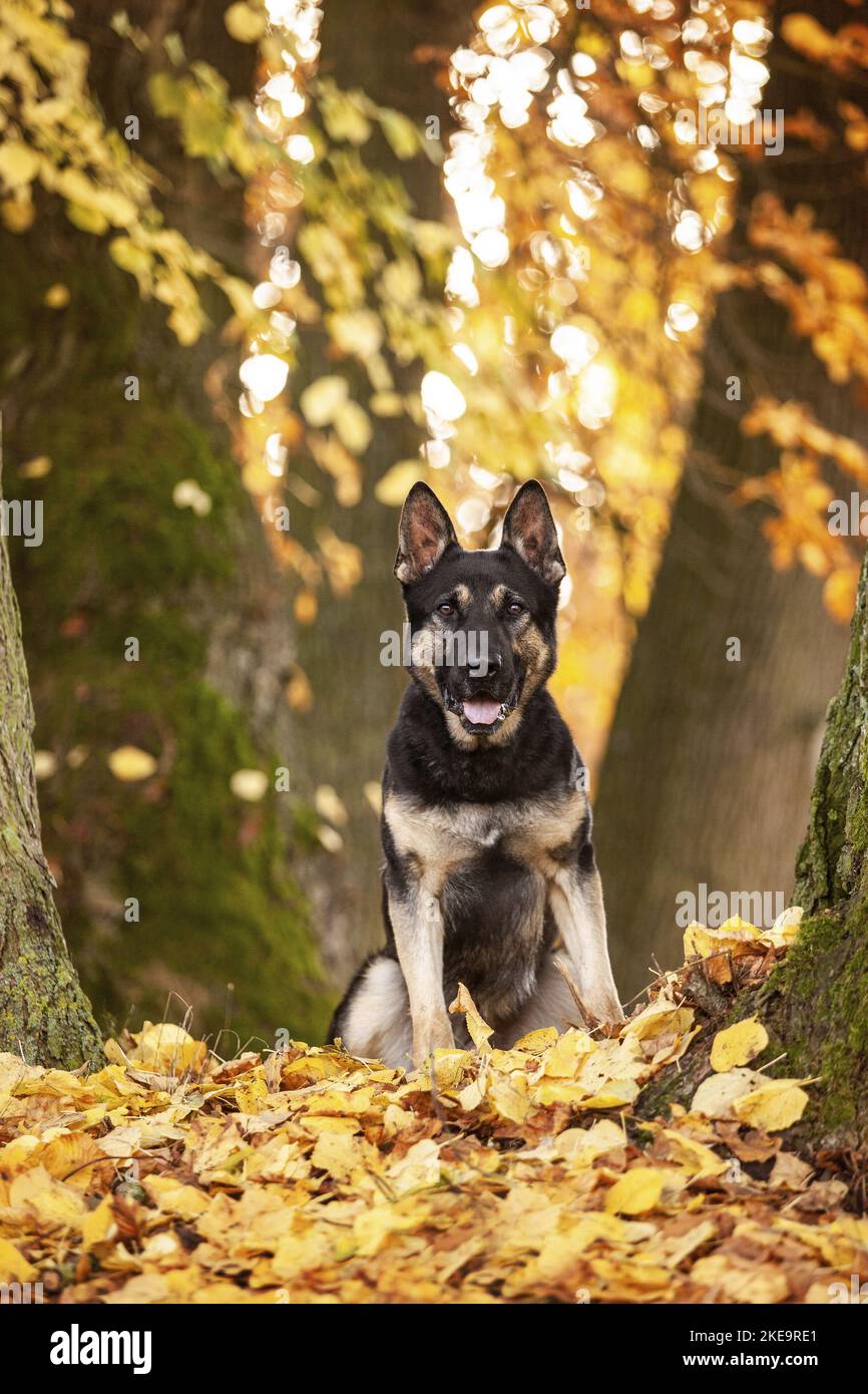 German shepherd dog in autumn Stock Photo - Alamy