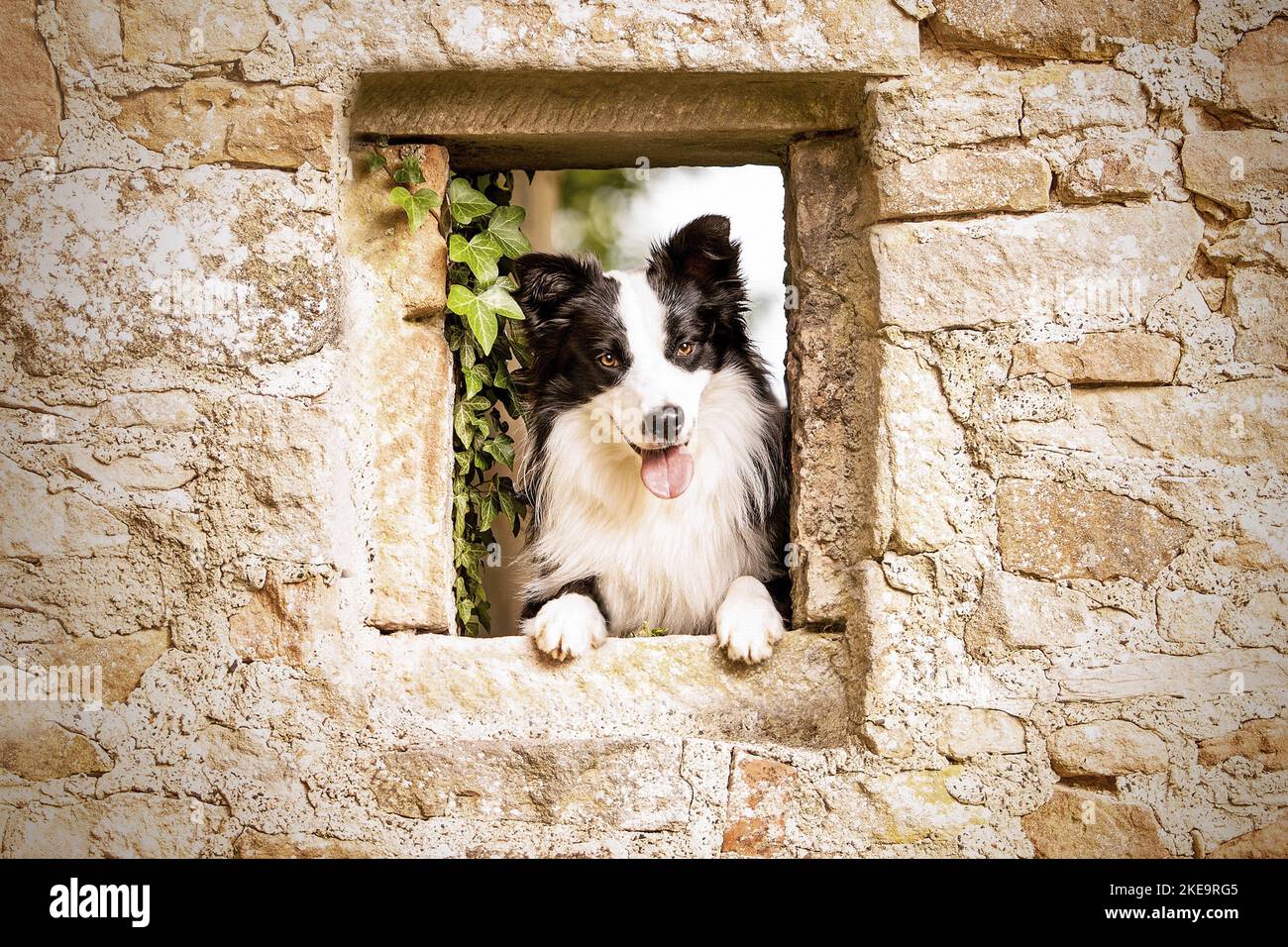 male Border Collie Stock Photo - Alamy