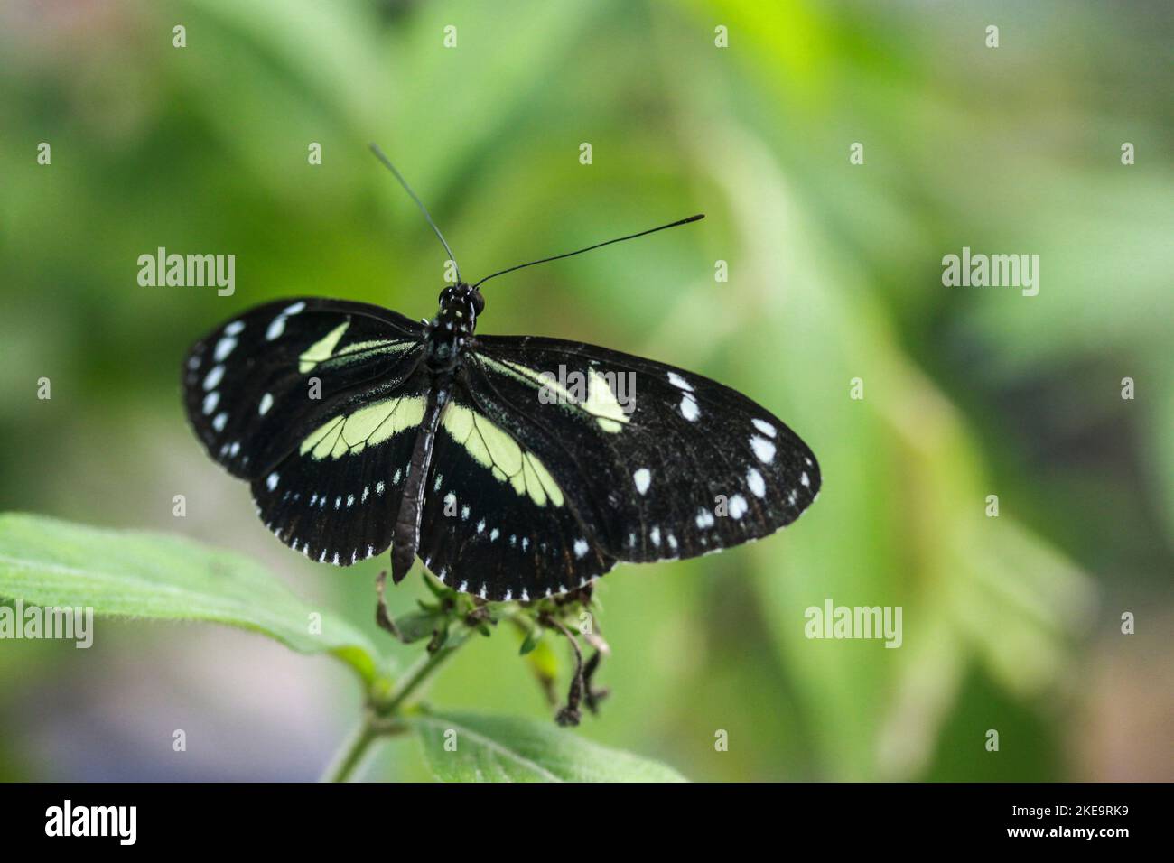 Cydno longwing butterfly (Heliconius cydno), at the Mindo Mariposario Butterfly Farm, Mindo ...