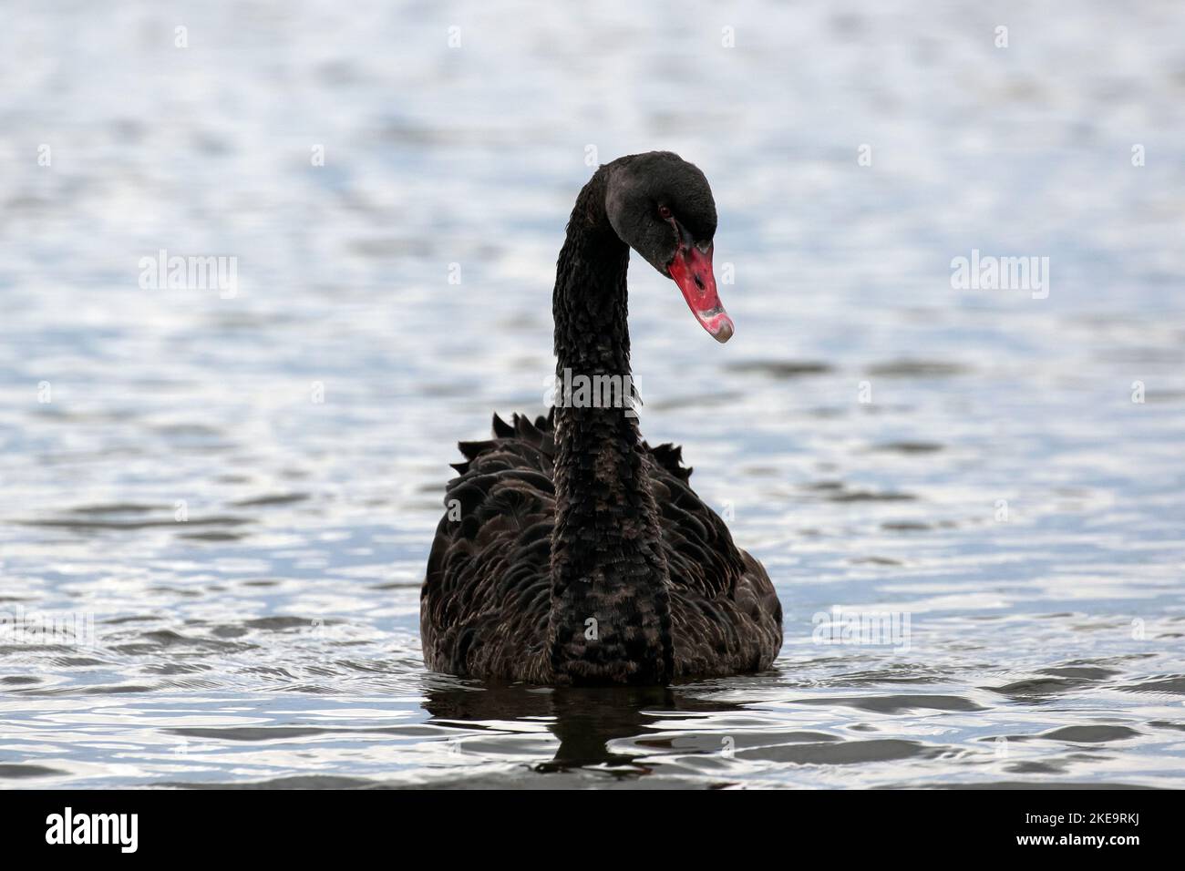 Black Swans, Sturt Pond, Keyhaven, Pennington Marshes nature reserve ...