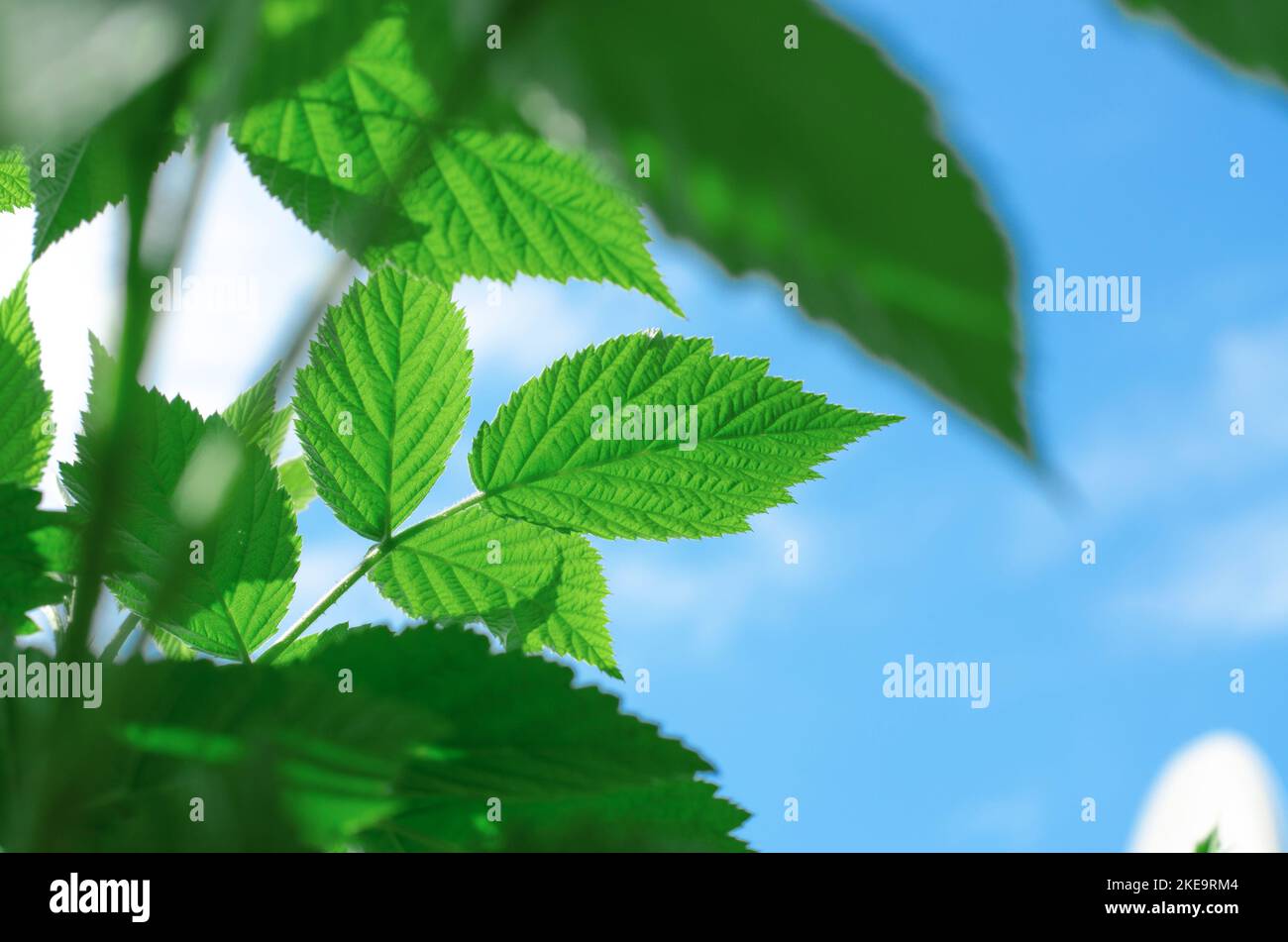 Young raspberry bush against hi-res stock photography and images - Alamy
