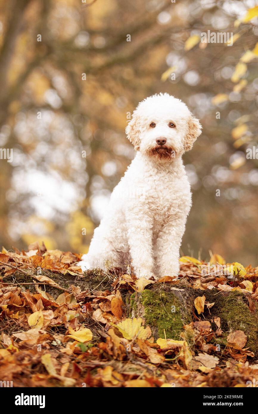 female Lagotto Romagnolo Stock Photo - Alamy