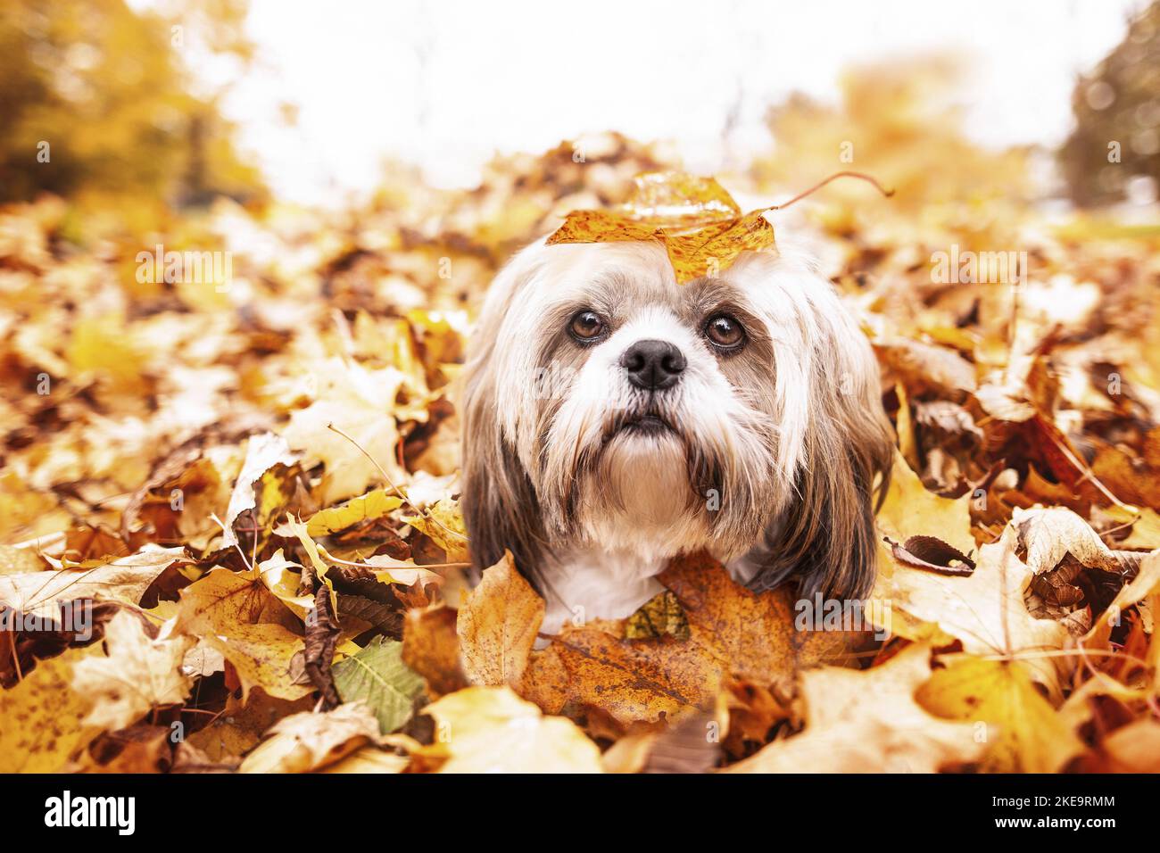 Autumn leaves pile pets hi-res stock photography and images - Alamy