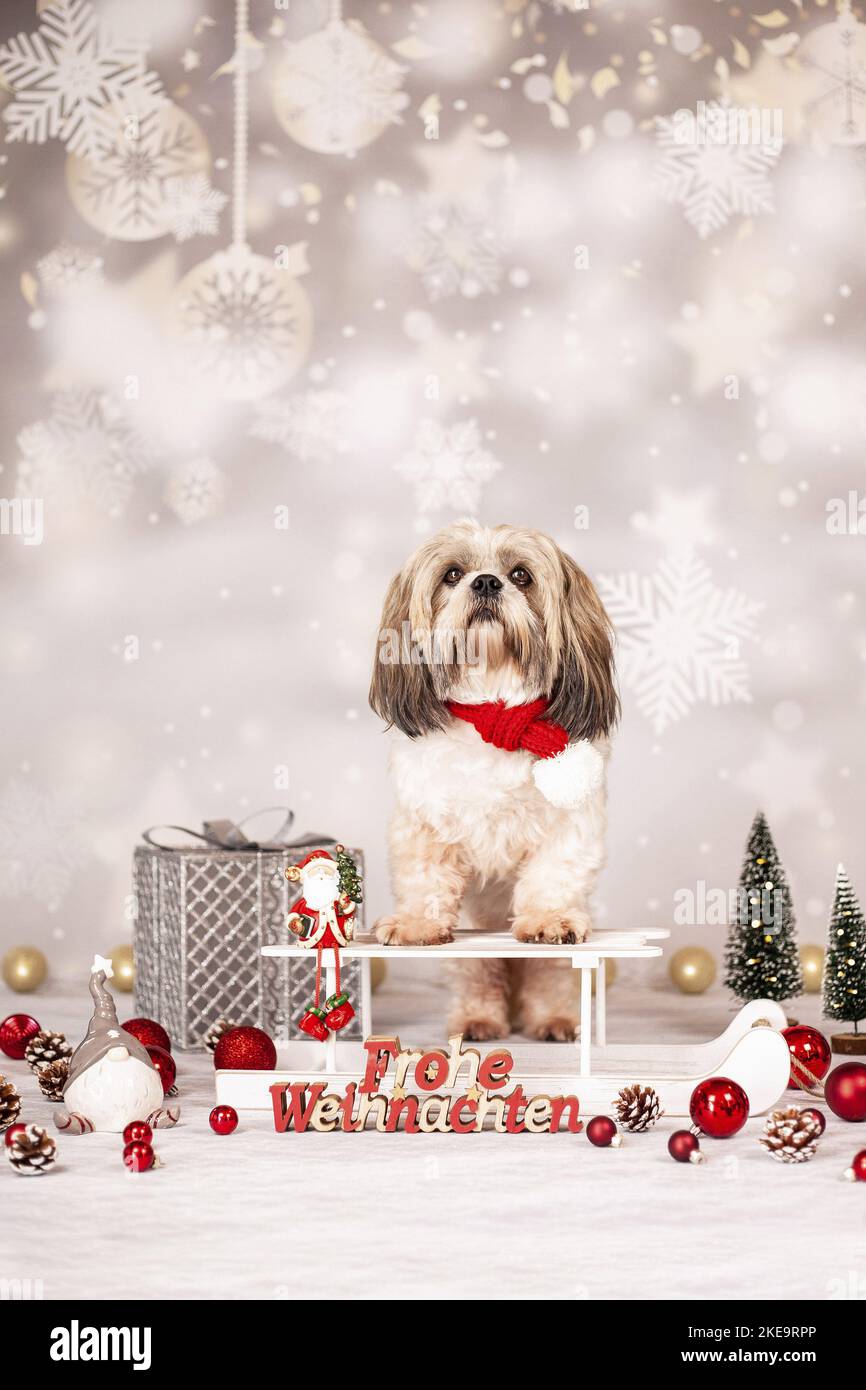 Shih Tzu with christmas decoration Stock Photo - Alamy