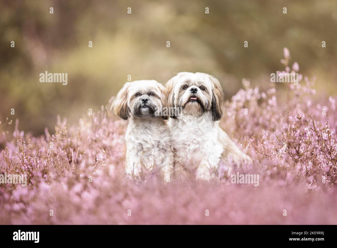 2 Shih Tzu Stock Photo - Alamy