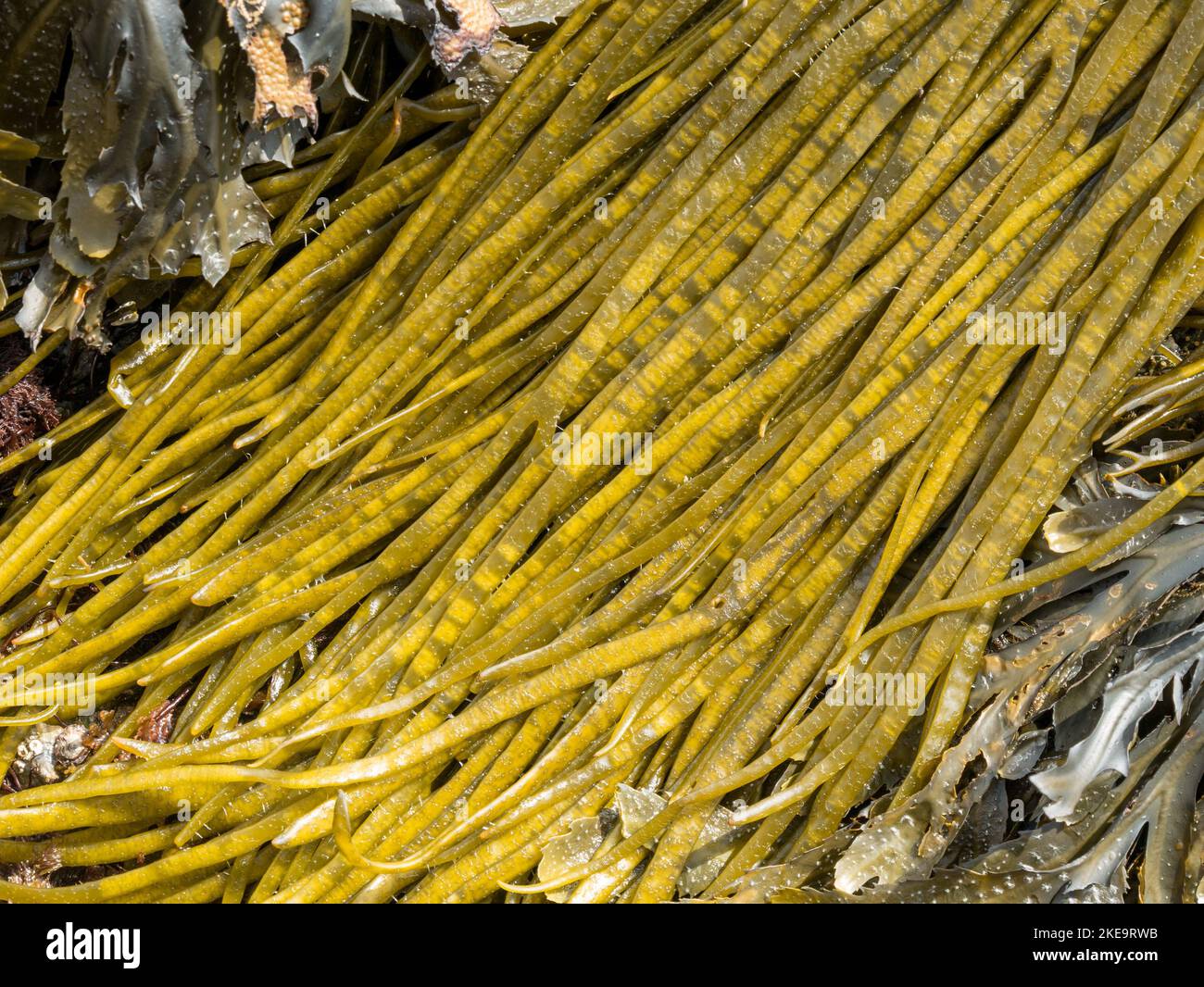 Sea Spaghetti, Thong Weed, Sea Thong seaweed (Himanthalia elongata ...