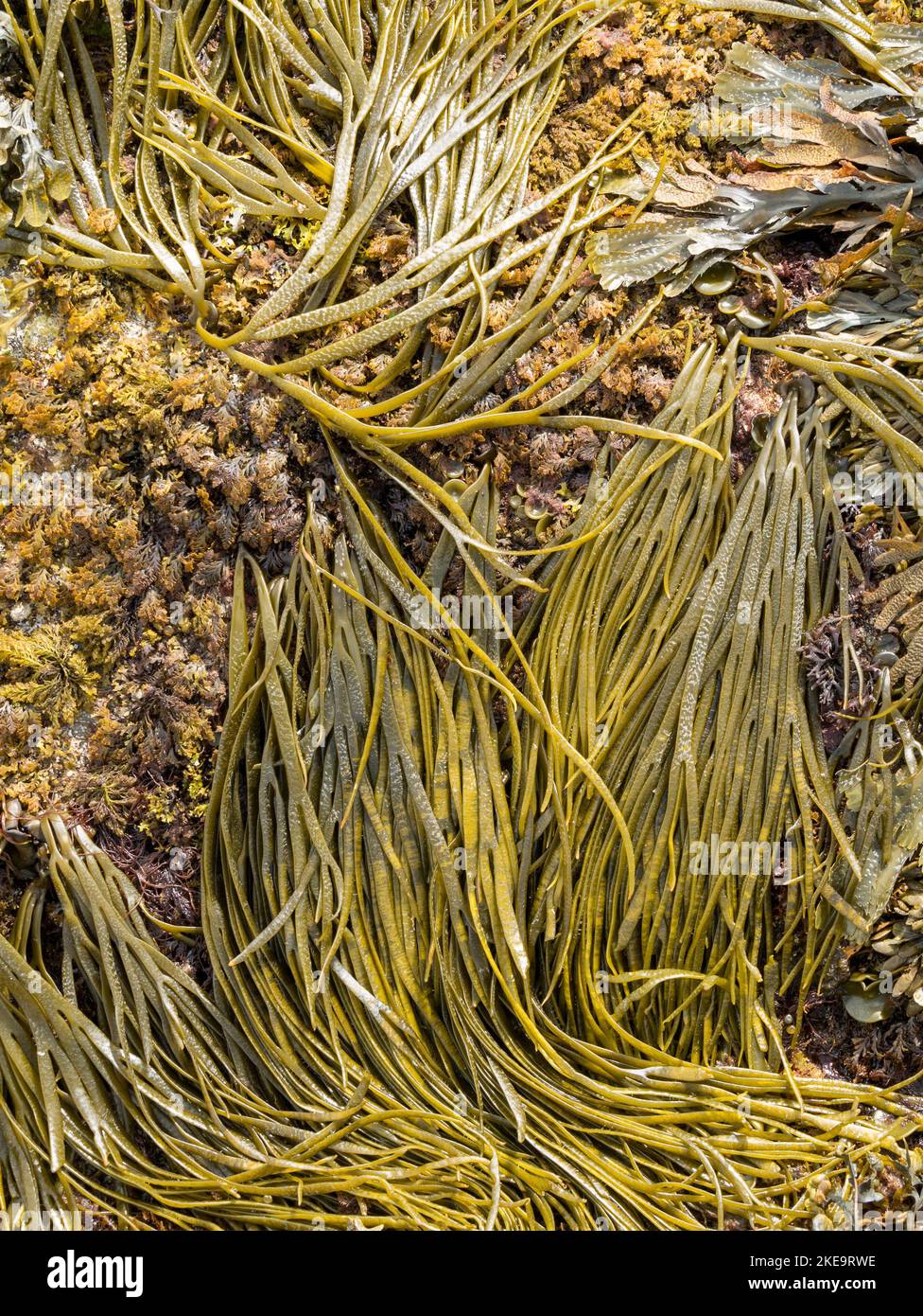 Sea Spaghetti, Thong Weed, Sea Thong seaweed (Himanthalia elongata ...