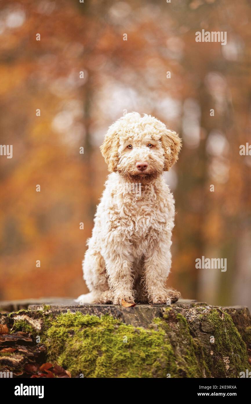 Dog lagotto romagnolo truffle beige hi-res stock photography and images ...
