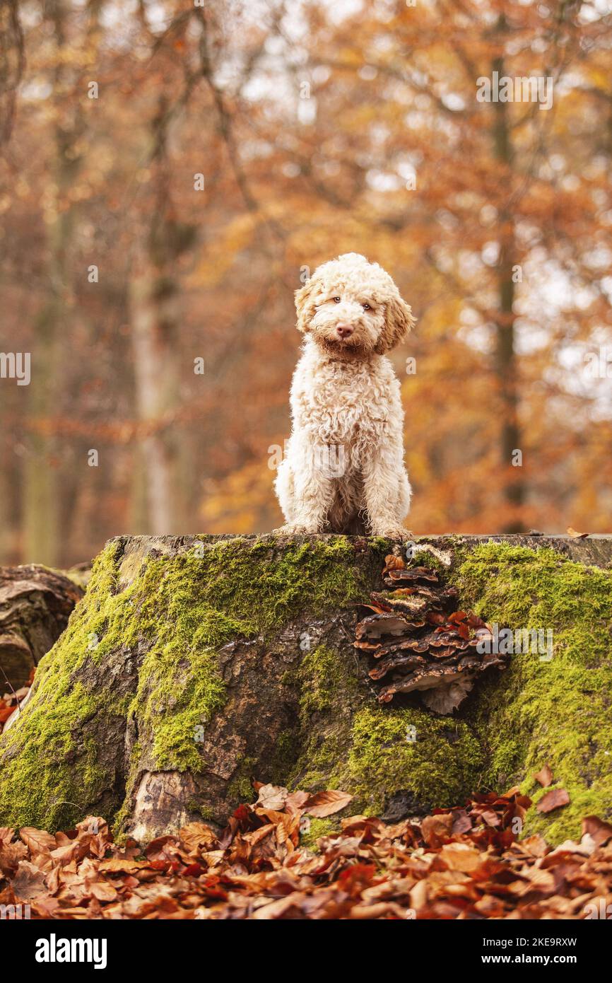 Dog lagotto romagnolo truffle beige hi-res stock photography and images ...