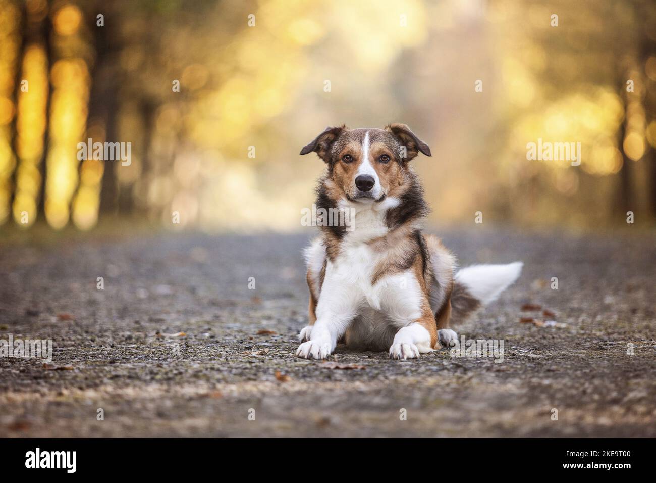 Border-Collie-Mongrel in autumn Stock Photo - Alamy