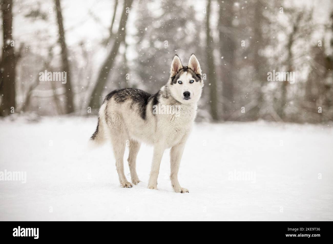 adult Siberian Husky Stock Photo - Alamy