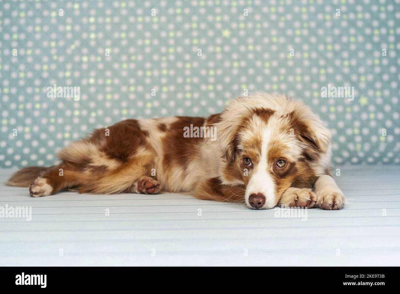 red-merle Miniature Australian Shepherd Stock Photo - Alamy