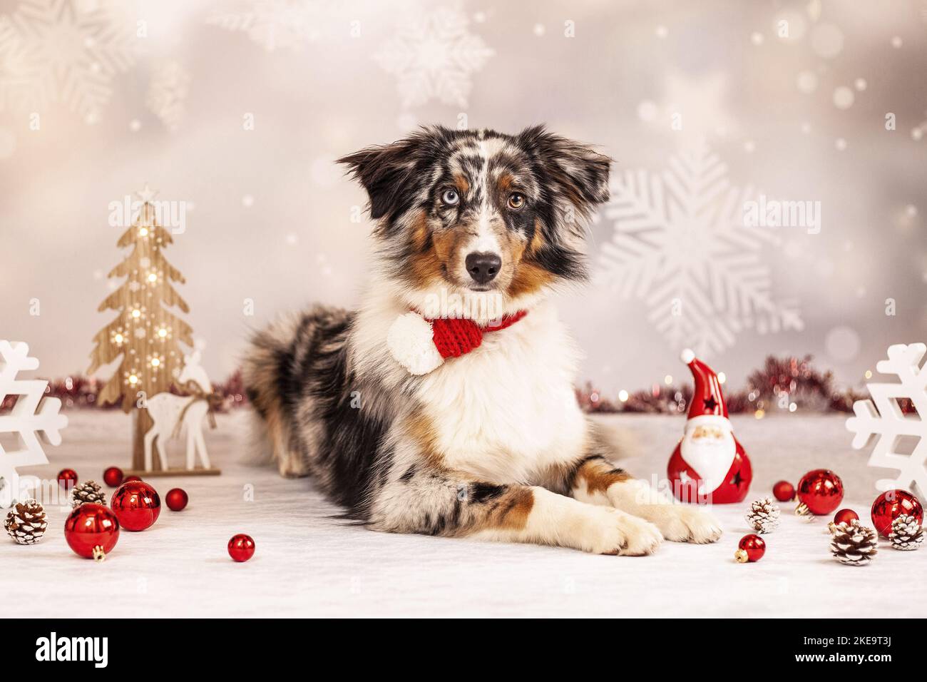 adult Australian Shepherd Stock Photo - Alamy
