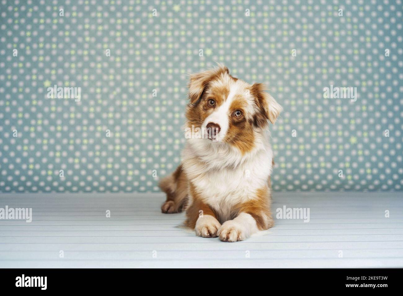 red-merle Miniature Australian Shepherd Stock Photo - Alamy